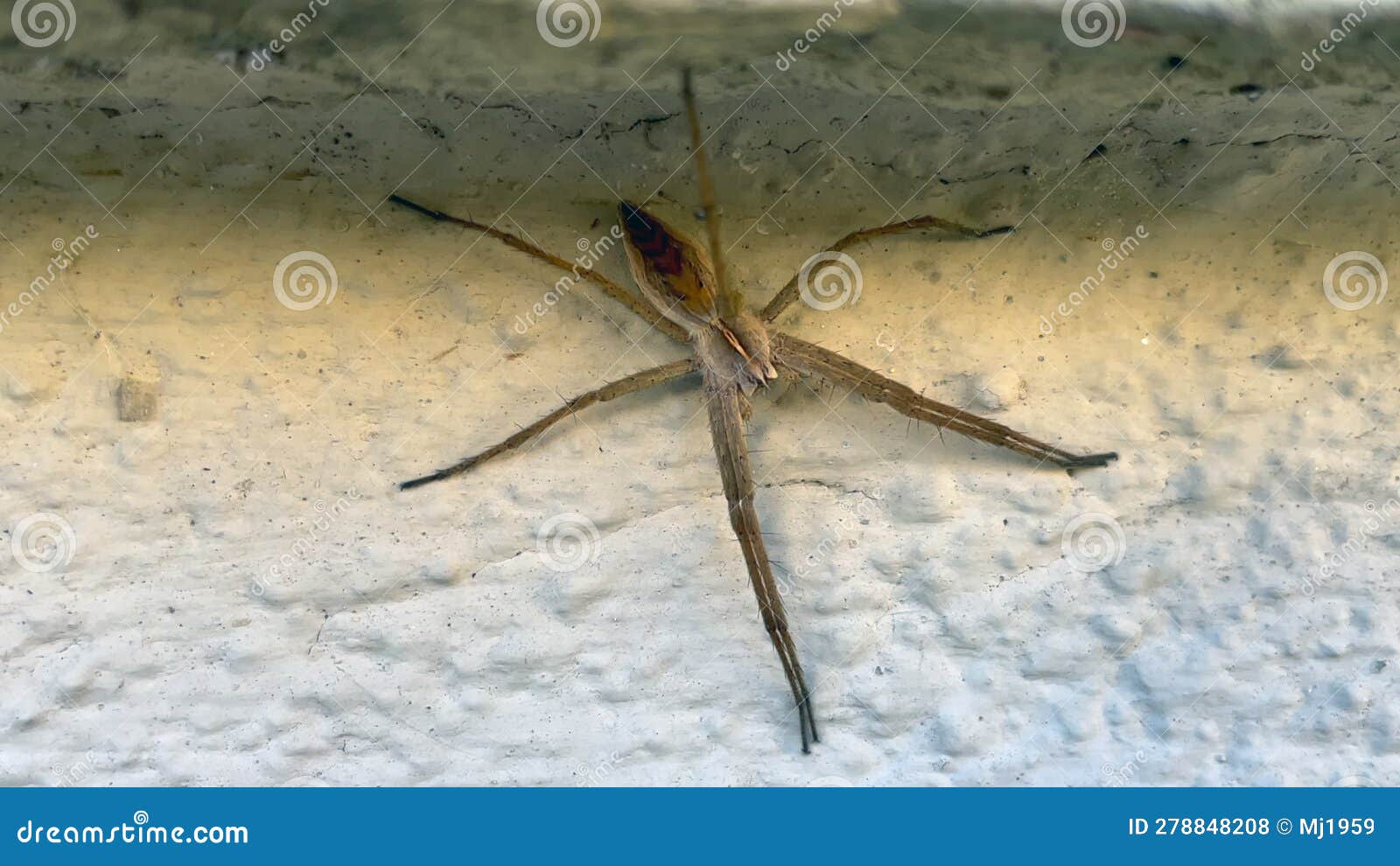 Large Spider with Long Legs Stock Footage - Video of autumn, fauna ...