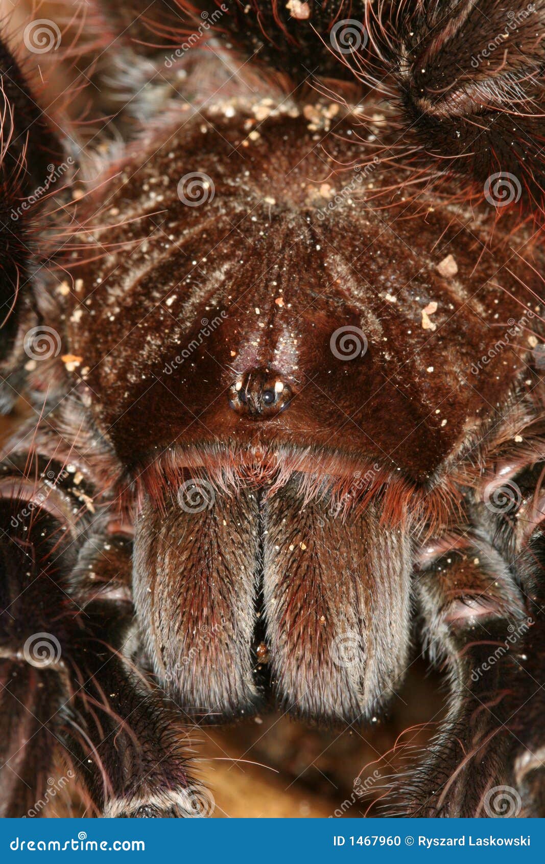 Large spider s chelicerae stock photo. Image of glands - 1467960