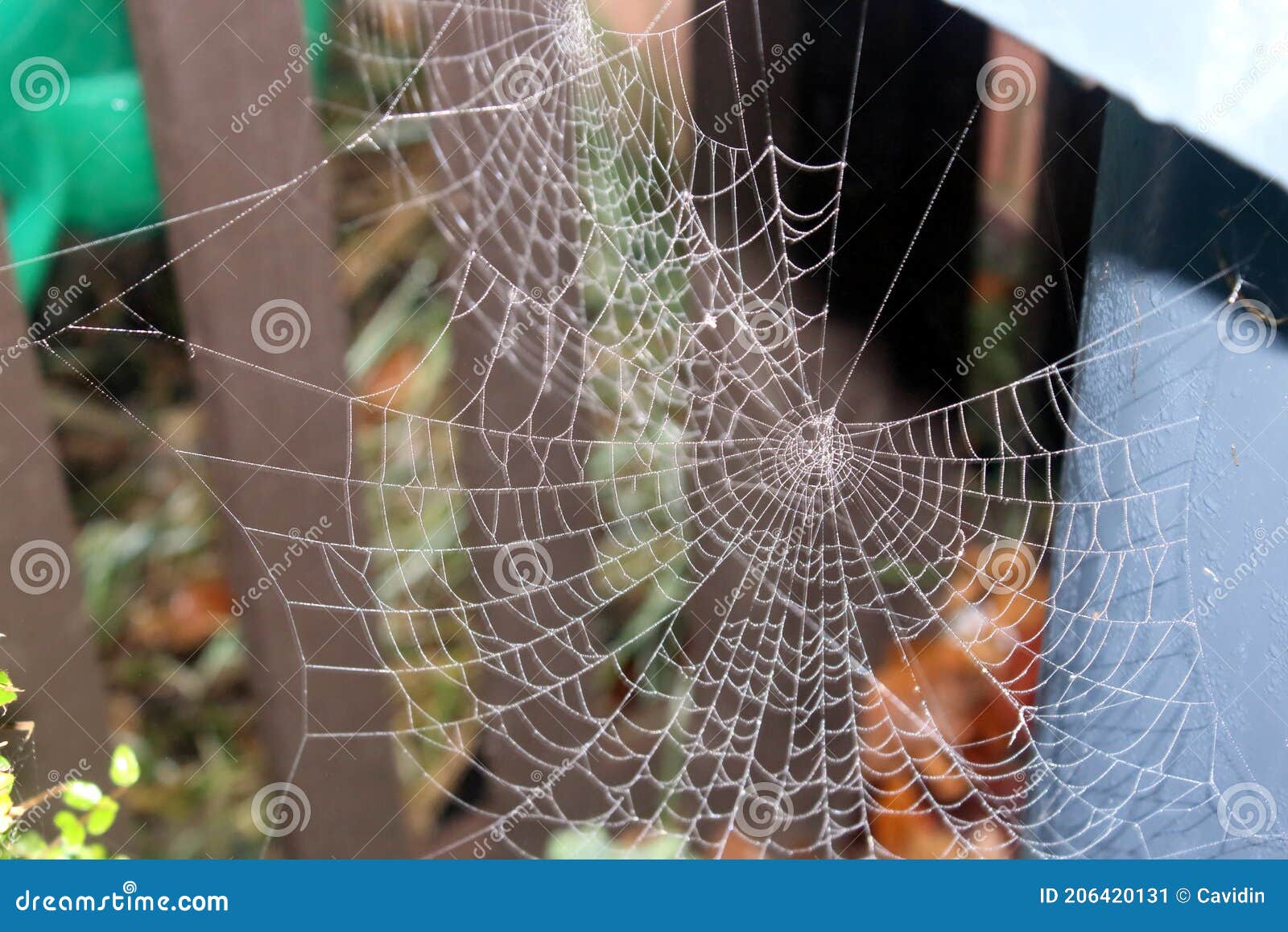 Large Spider`s Web, on Garden Fence Stock Image - Image of mesh, fence ...