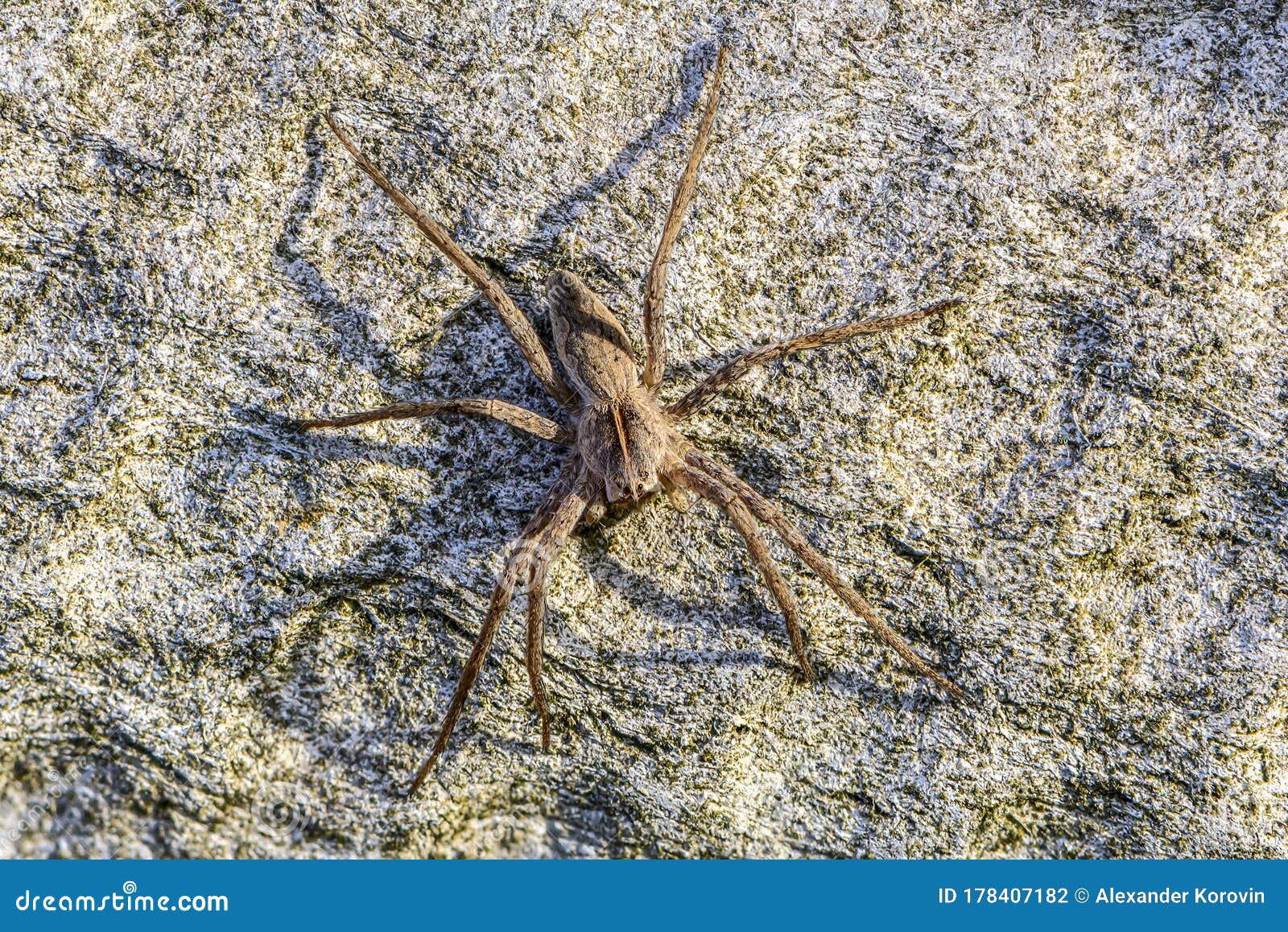 Large Spider Sits on Gray Slate Sheet Stock Photo - Image of dacha ...