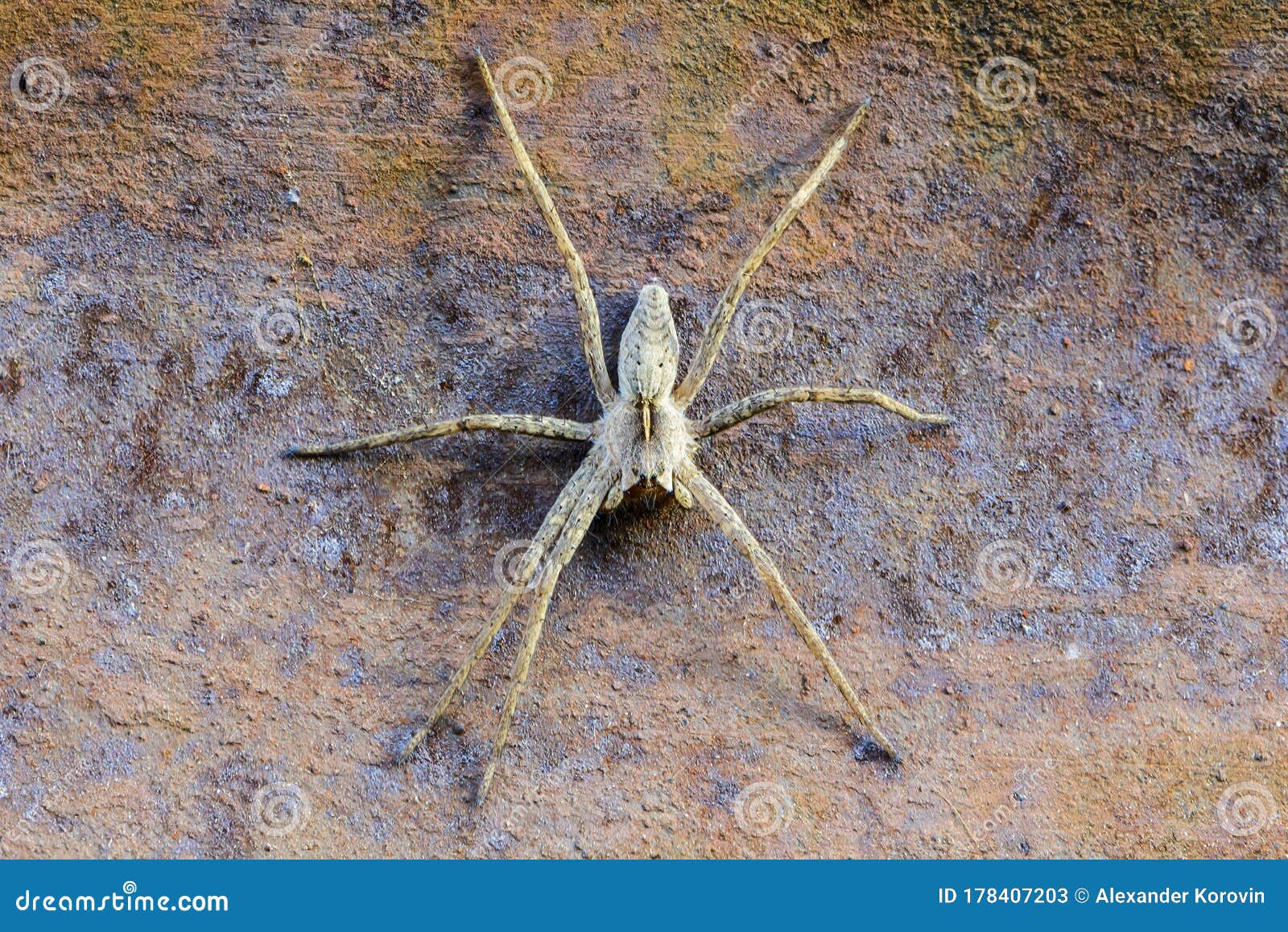 Large Spider Sits on Rusty Sheet of Metal Stock Image - Image of colors ...