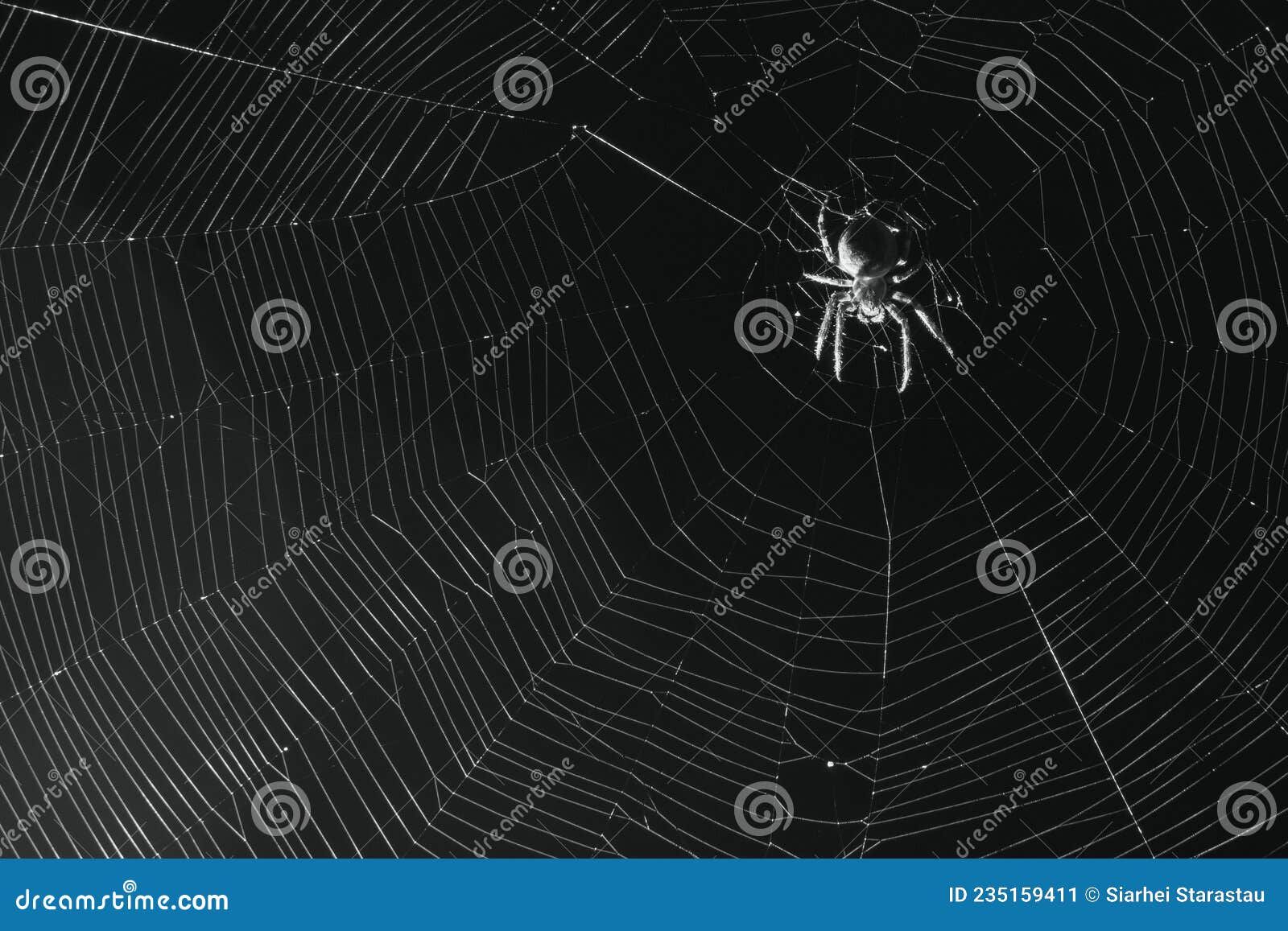 A Spider Sits on a Web at Night Stock Image - Image of female, abstract ...