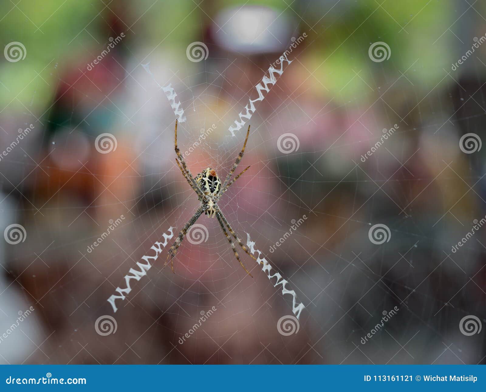 Large Spider Spin a Web stock image. Image of connection - 113161121
