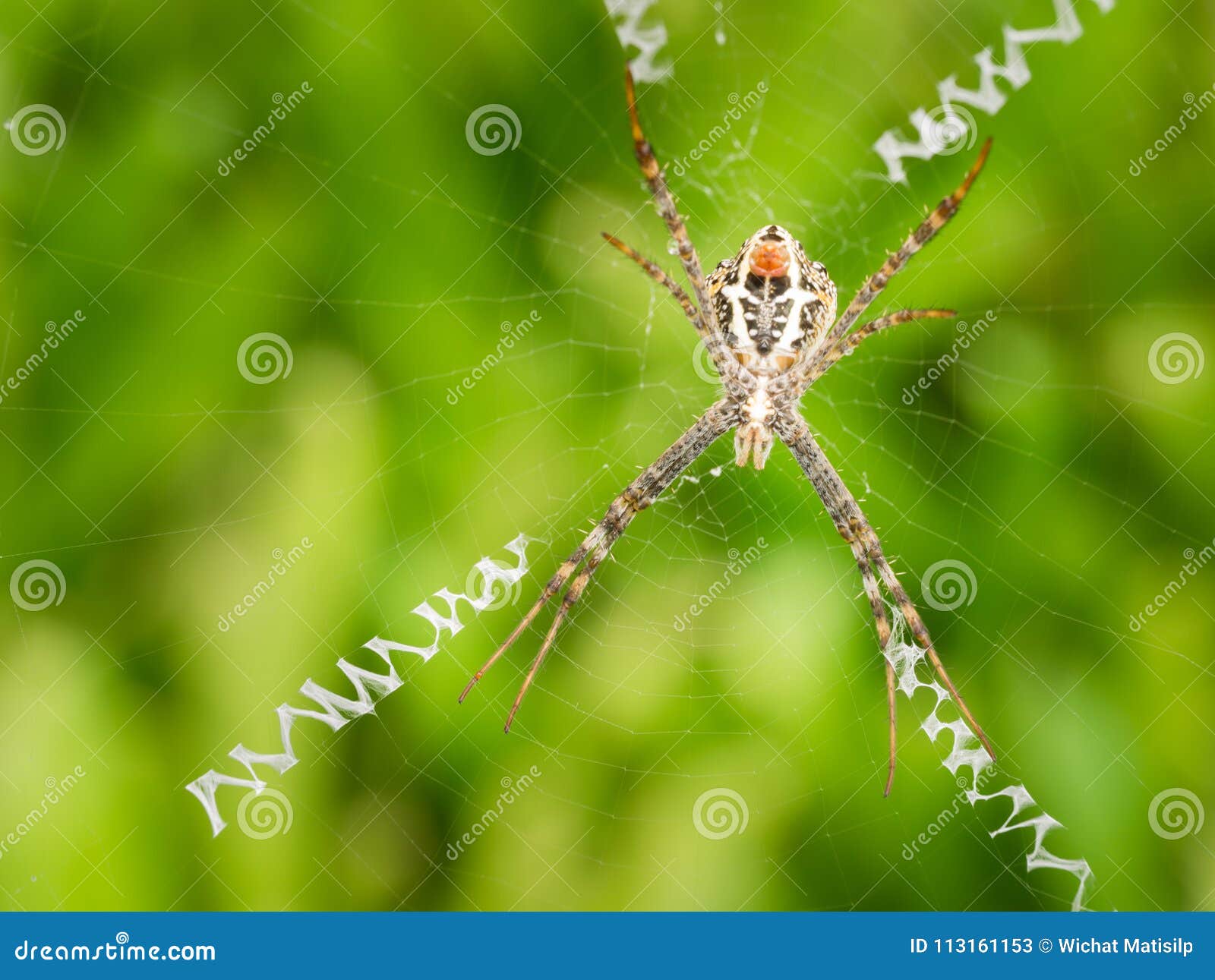 Large Spider Spin a Web stock image. Image of macro - 113161153