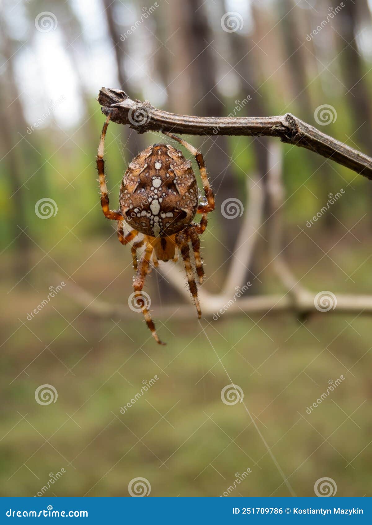 A Large Spider Spins a Web on a Tree Branch Stock Photo - Image of ...