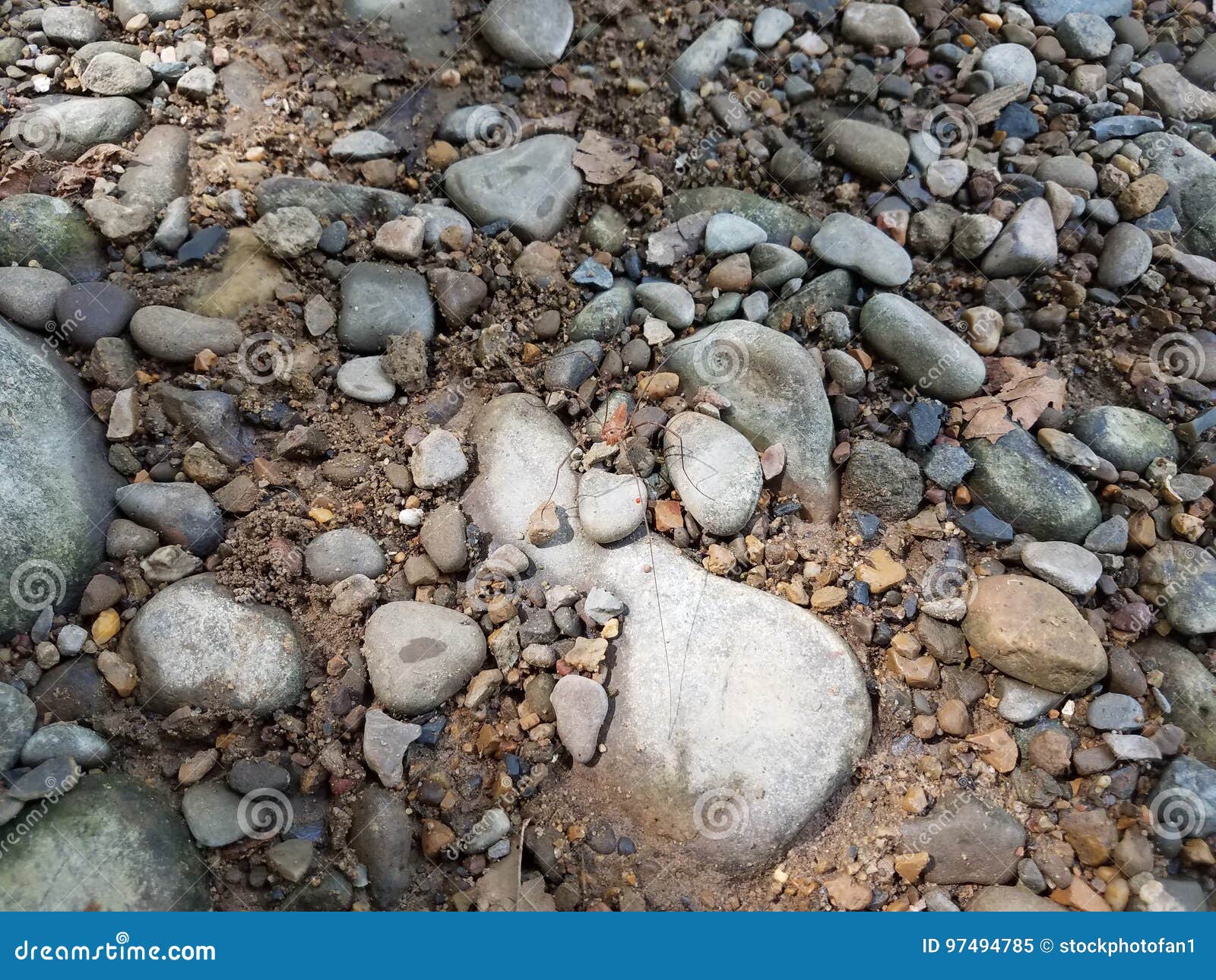 Large spider on stones stock image. Image of legs, insect - 97494785