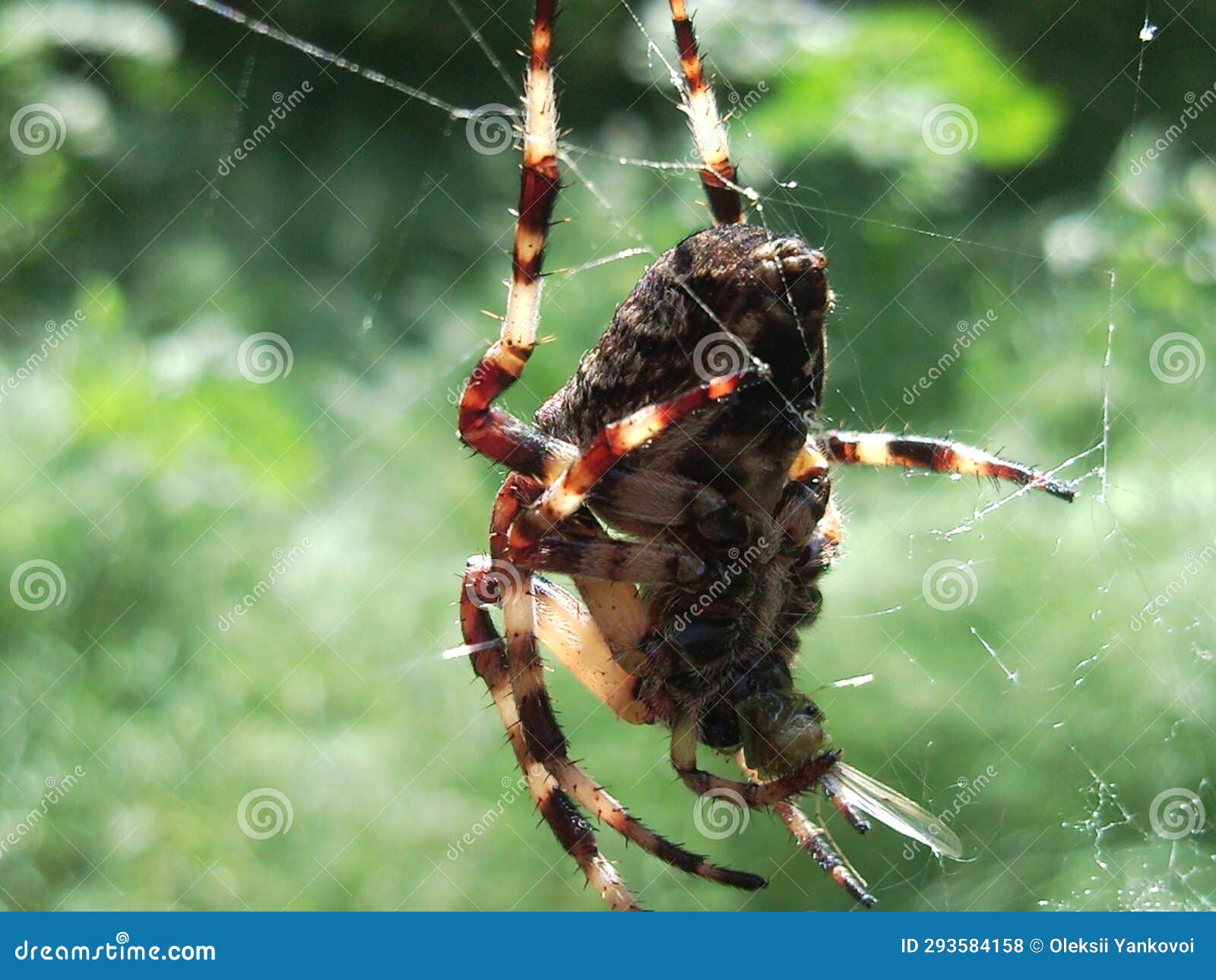 Spider big plan. stock photo. Image of hang, spider - 293584158