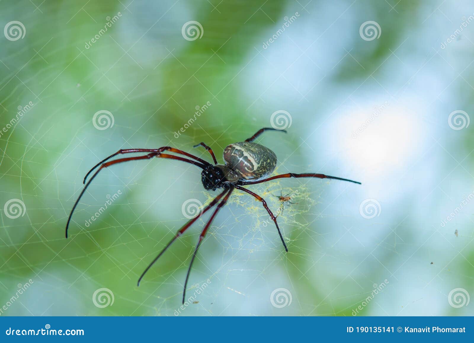A Large Spider is Walking Around on a Spider`s Web. Stock Image - Image ...