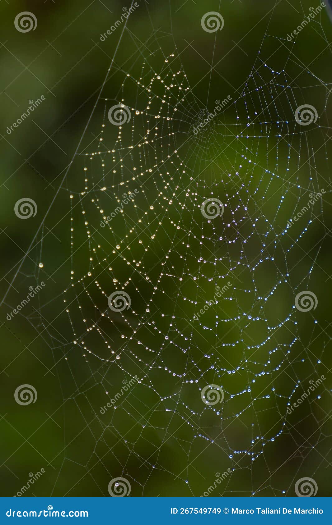 A Large Spider Web is Covered in Raindrops, Against a Blurry Green ...