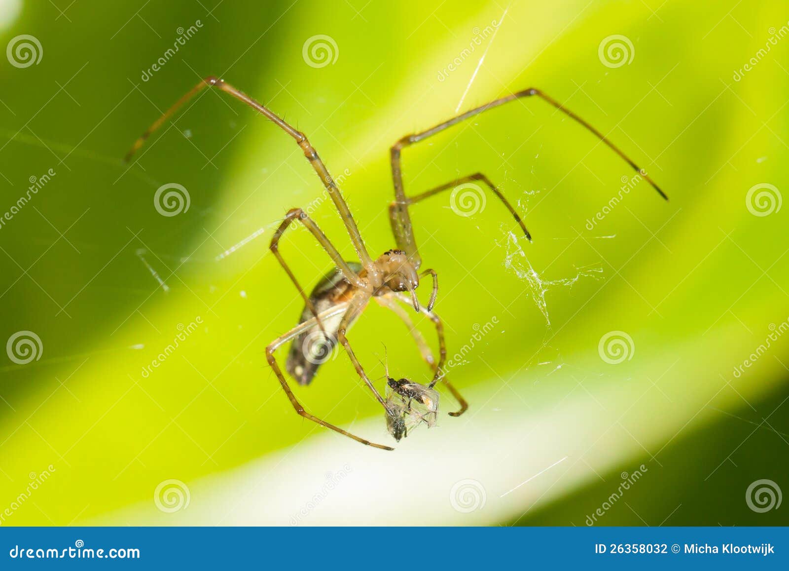 Large Spider in a Web is Eating Stock Photo - Image of nature, jumping ...
