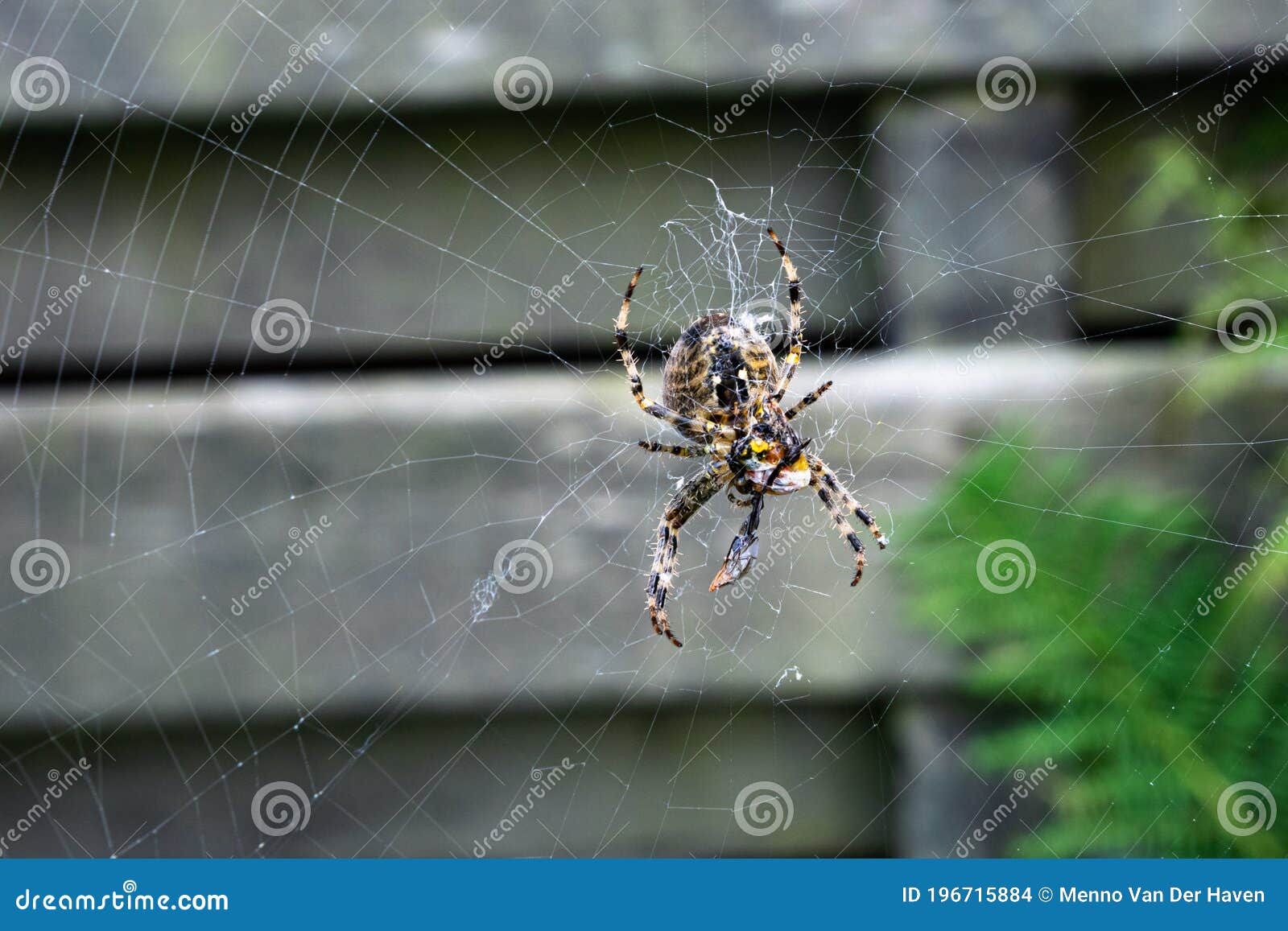 Spider in a web with prey stock photo. Image of animal - 196715884
