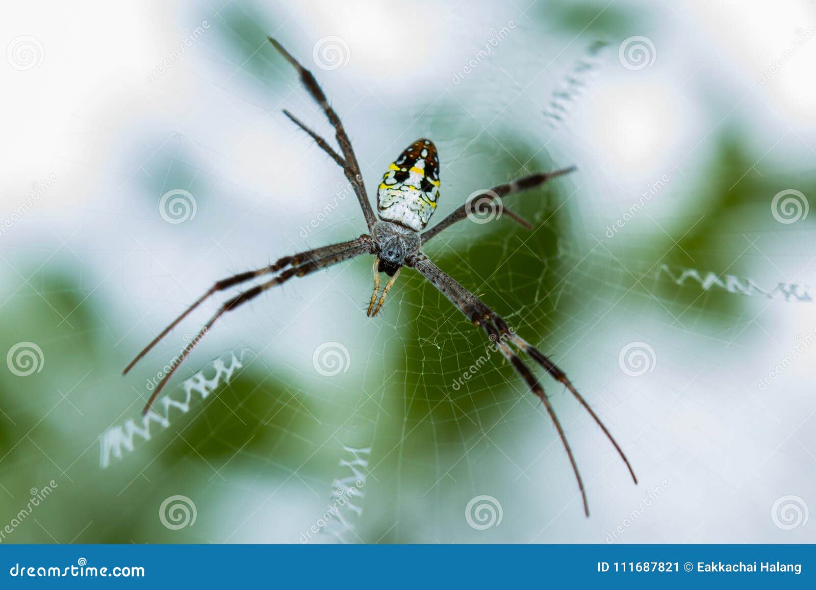 Large spider in the web stock image. Image of silhouette - 111687821