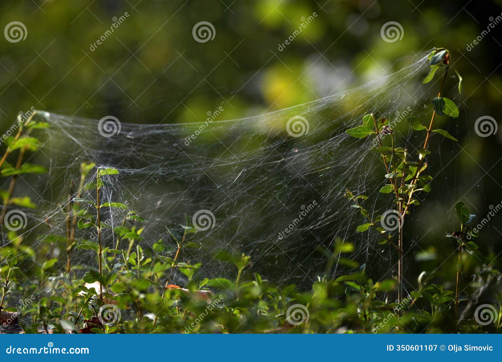 Large Spider Web on a Plant Stock Image - Image of reflection, grass ...