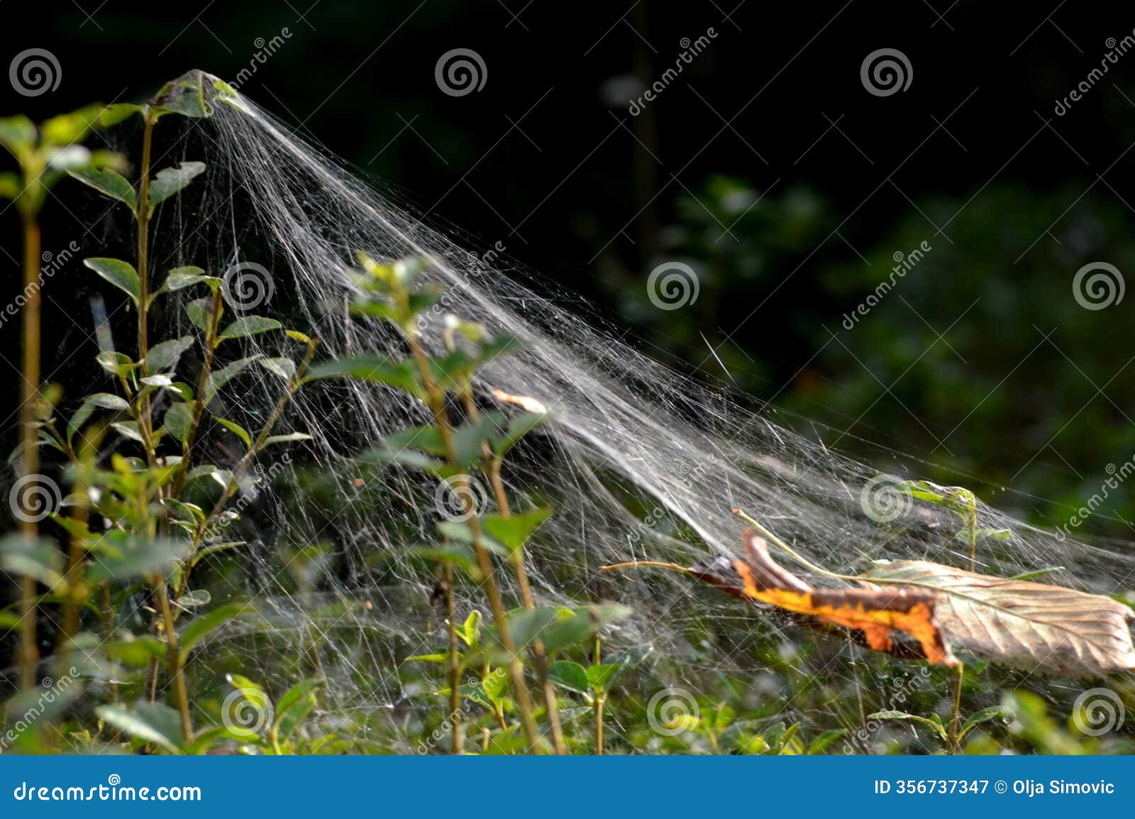 Large Spider Web on a Plant Stock Image - Image of wildlife ...