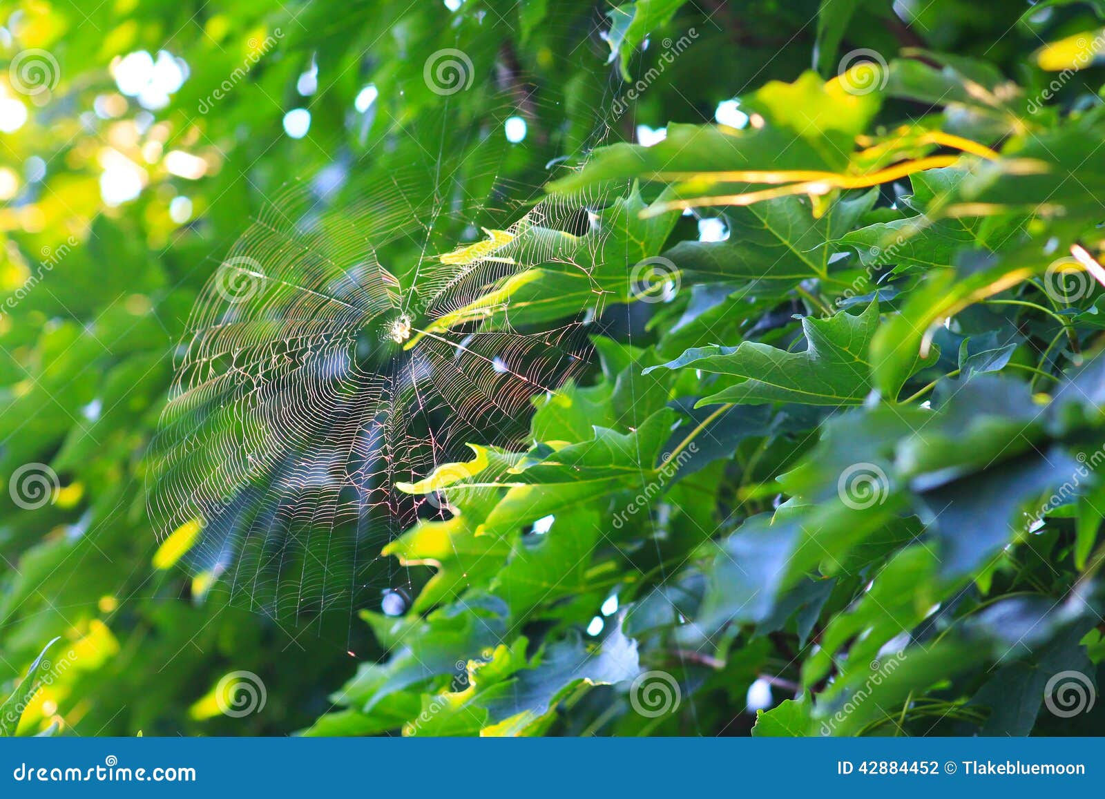 Large Spider Web in Tree stock photo. Image of green - 42884452
