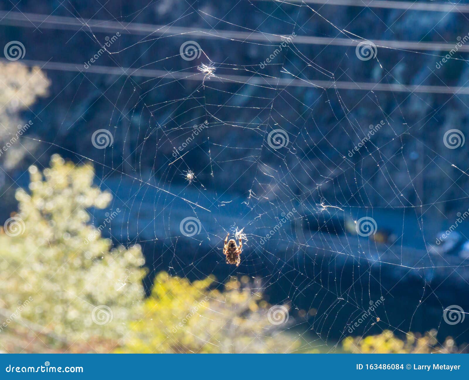 Large Spider on a Spider Web Stock Photo - Image of construction ...