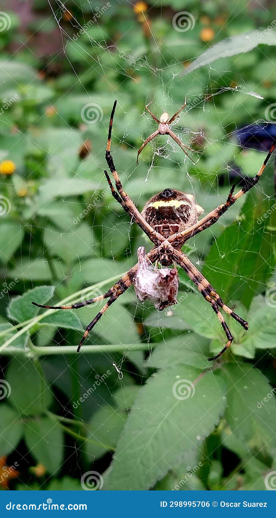 The Spider Is Wrapping Its Prey Royalty-Free Stock Photography ...
