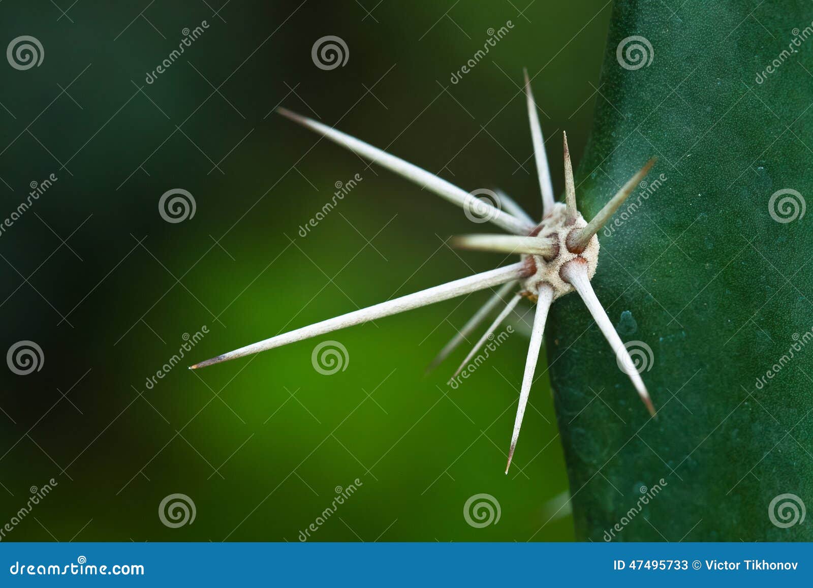 Large spike stock image. Image of needle, curve, golden - 47495733