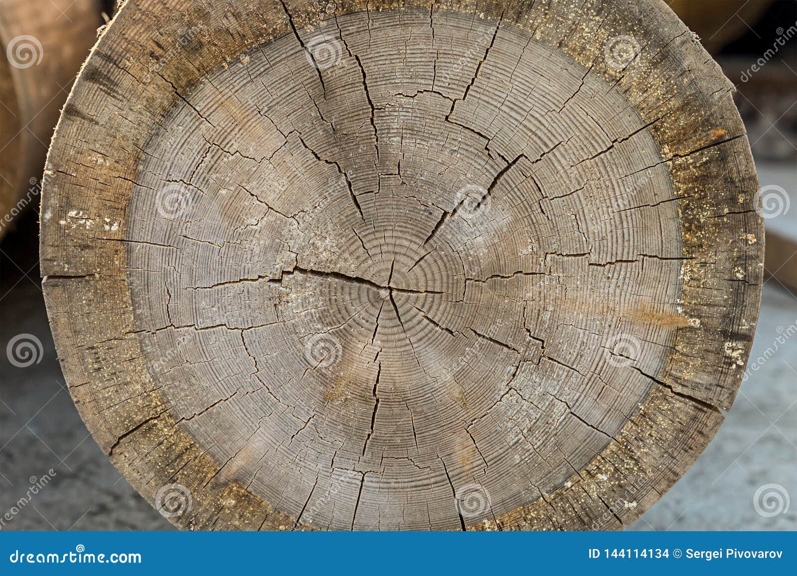Large Spilled Log Cracked Old Tree Surface Weathered Texture Rustic ...