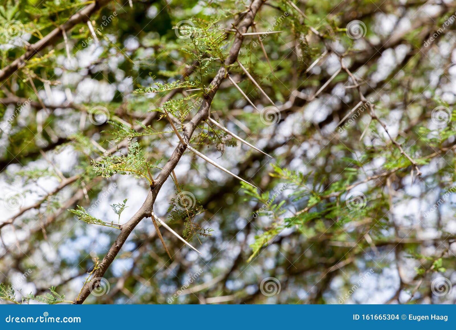 Large Spines on an Acacia Tree in the Savannah Stock Photo - Image of ...