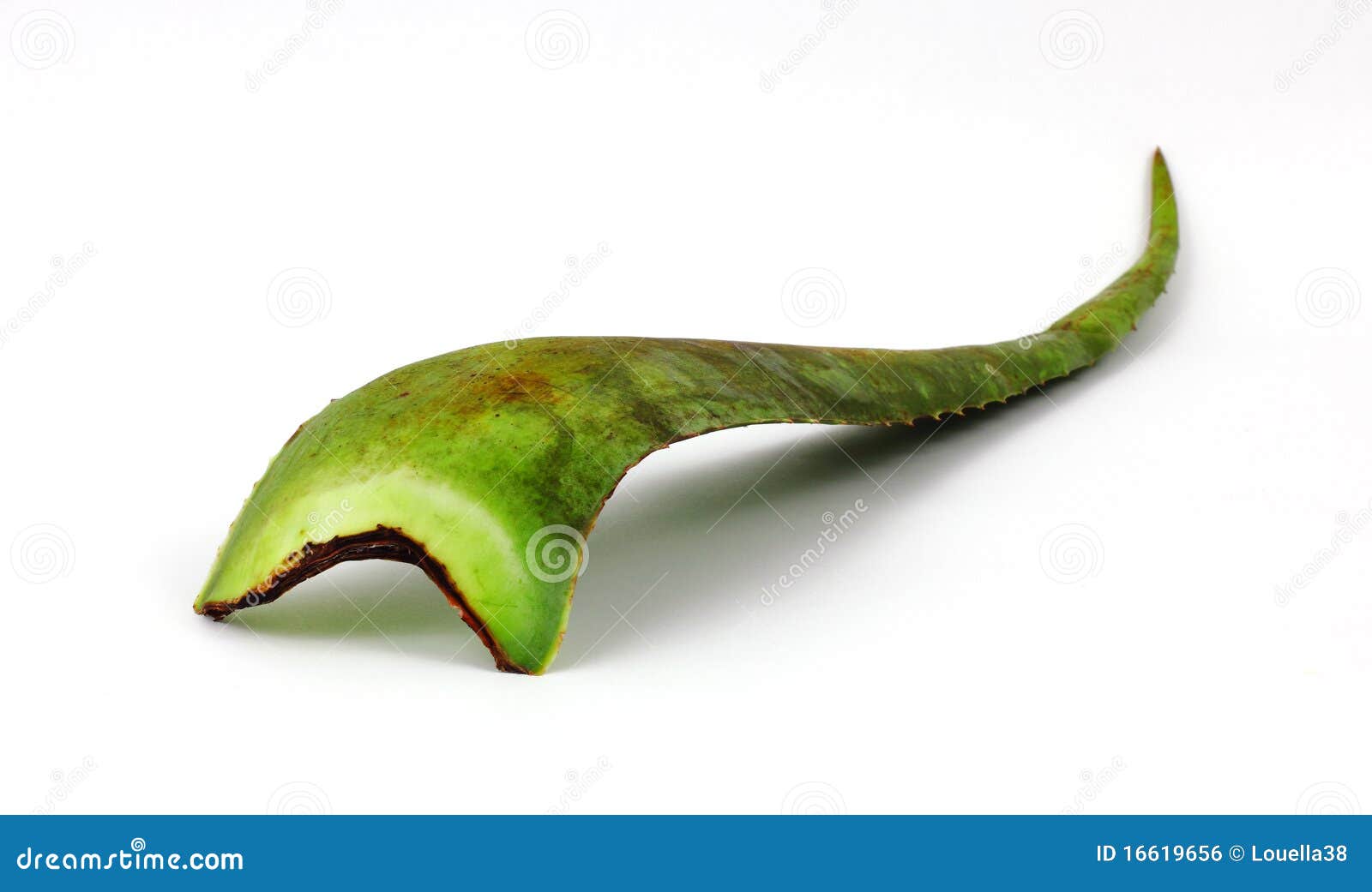 Large Spiny Aloe Leaf stock photo. Image of spiny, strong - 16619656