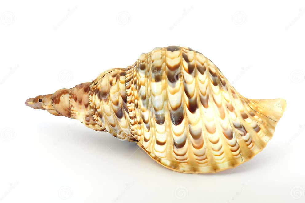 Large Spiral Shell Back View Stock Image - Image of large, shell: 15837741