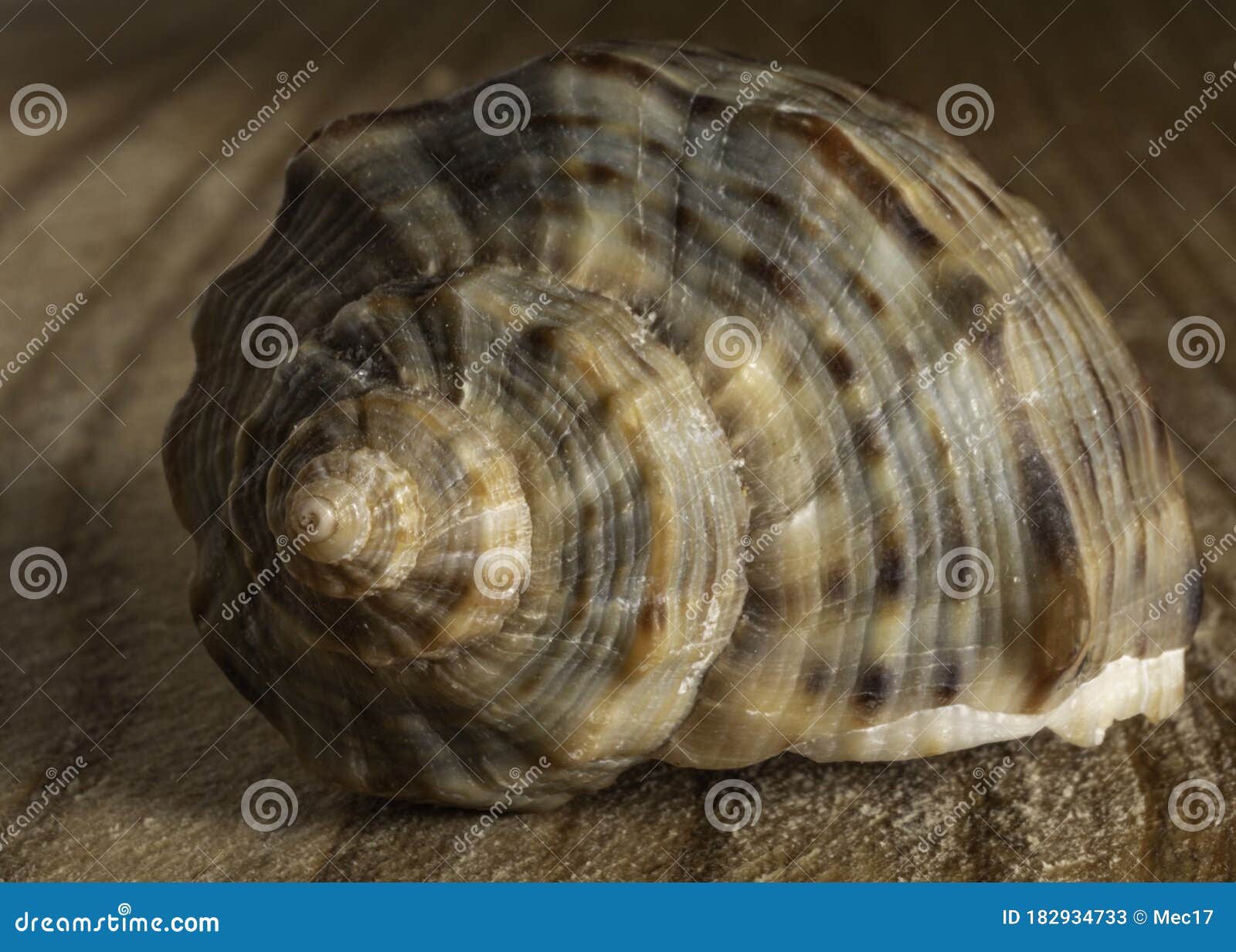 Large Spiral Shells on Shelf Stock Image - Image of cone, animal: 182934733