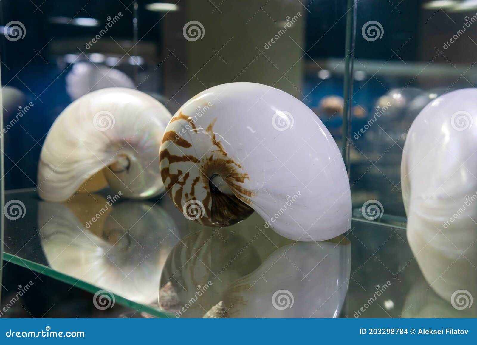 Large Spiral Shells on Shelf, White Shells in Shell Collection ...