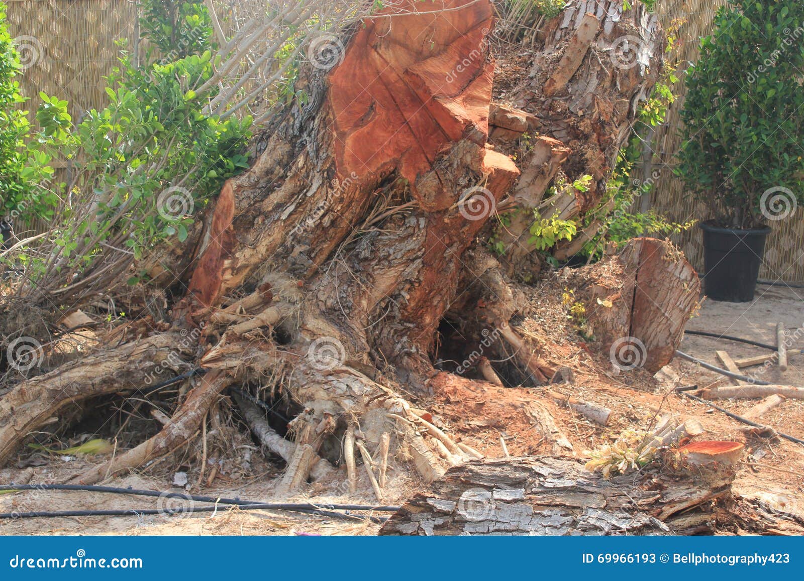 Large, Split Tree Trunk from Fallen Tree Stock Image - Image of nature ...
