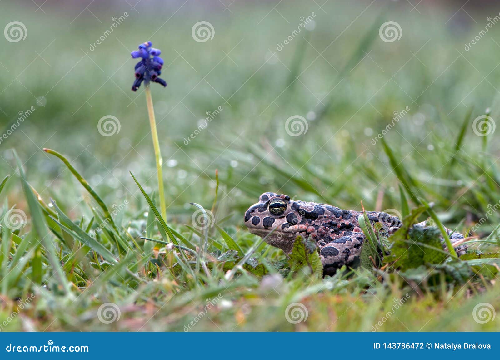 A Large Spotted Frog Sits in the Grass Stock Photo - Image of grass ...