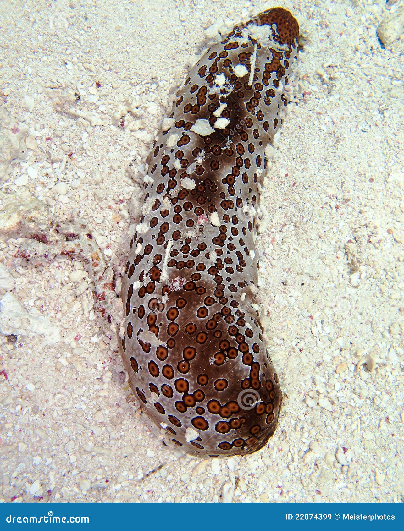 Large Spotted Sea Cucumber stock image. Image of leathery - 22074399