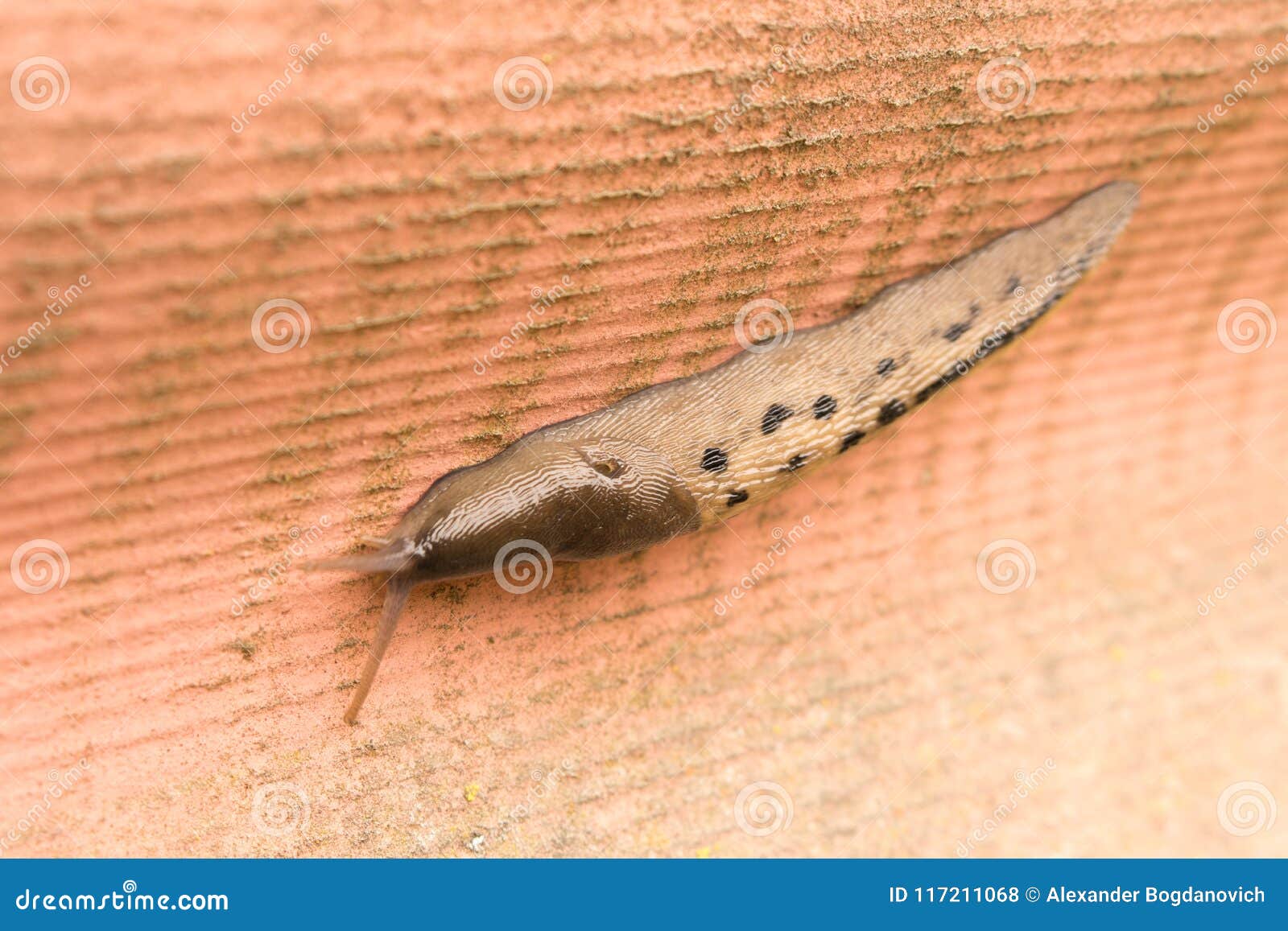 Large Spotted Slug Crawling on the Wall Stock Photo - Image of fauna ...