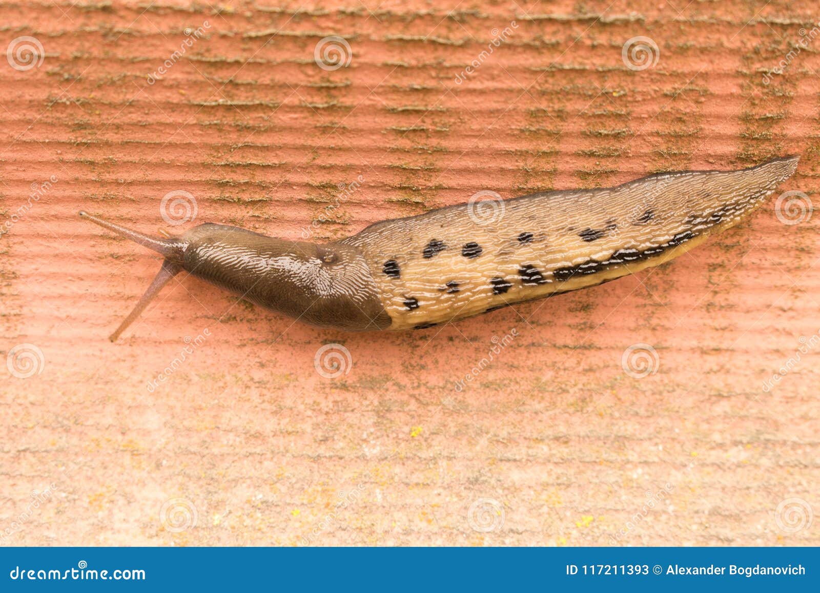 Large Spotted Slug Crawling on the Wall Stock Image - Image of leopard ...