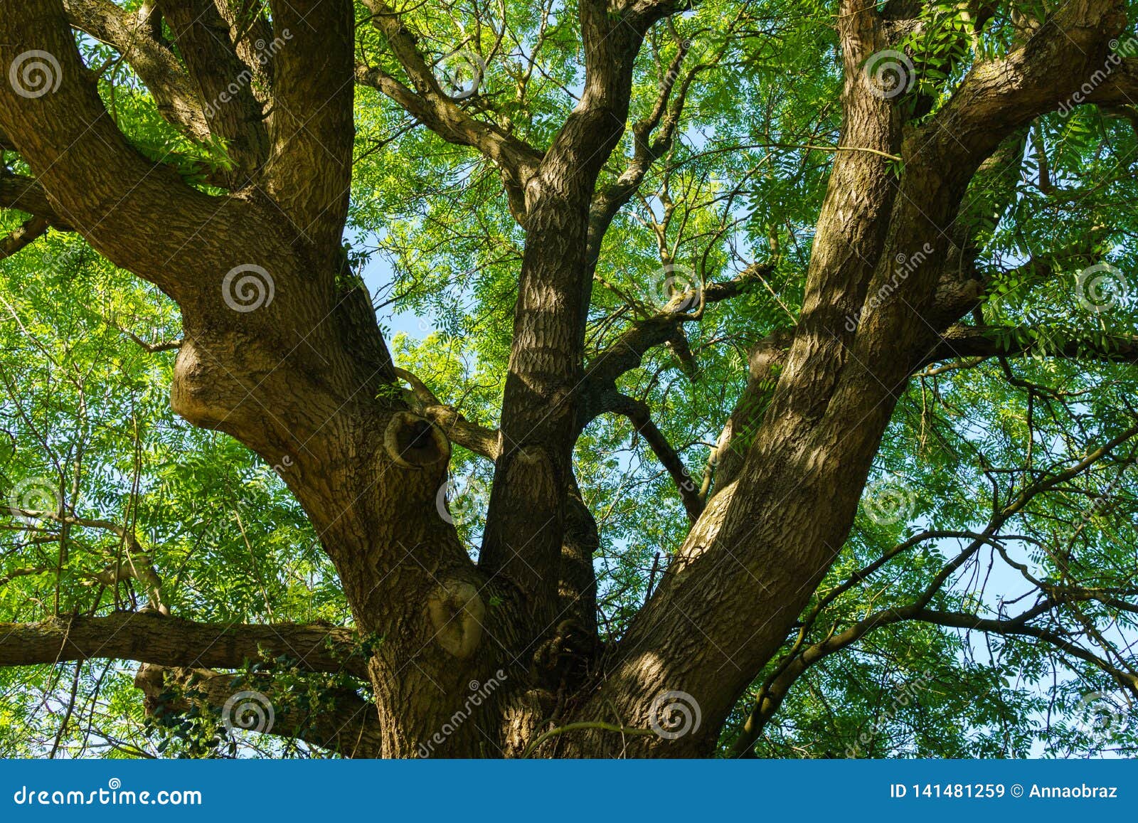 Large Sprawling Crown of Ash in the City Park. Stock Image - Image of ...