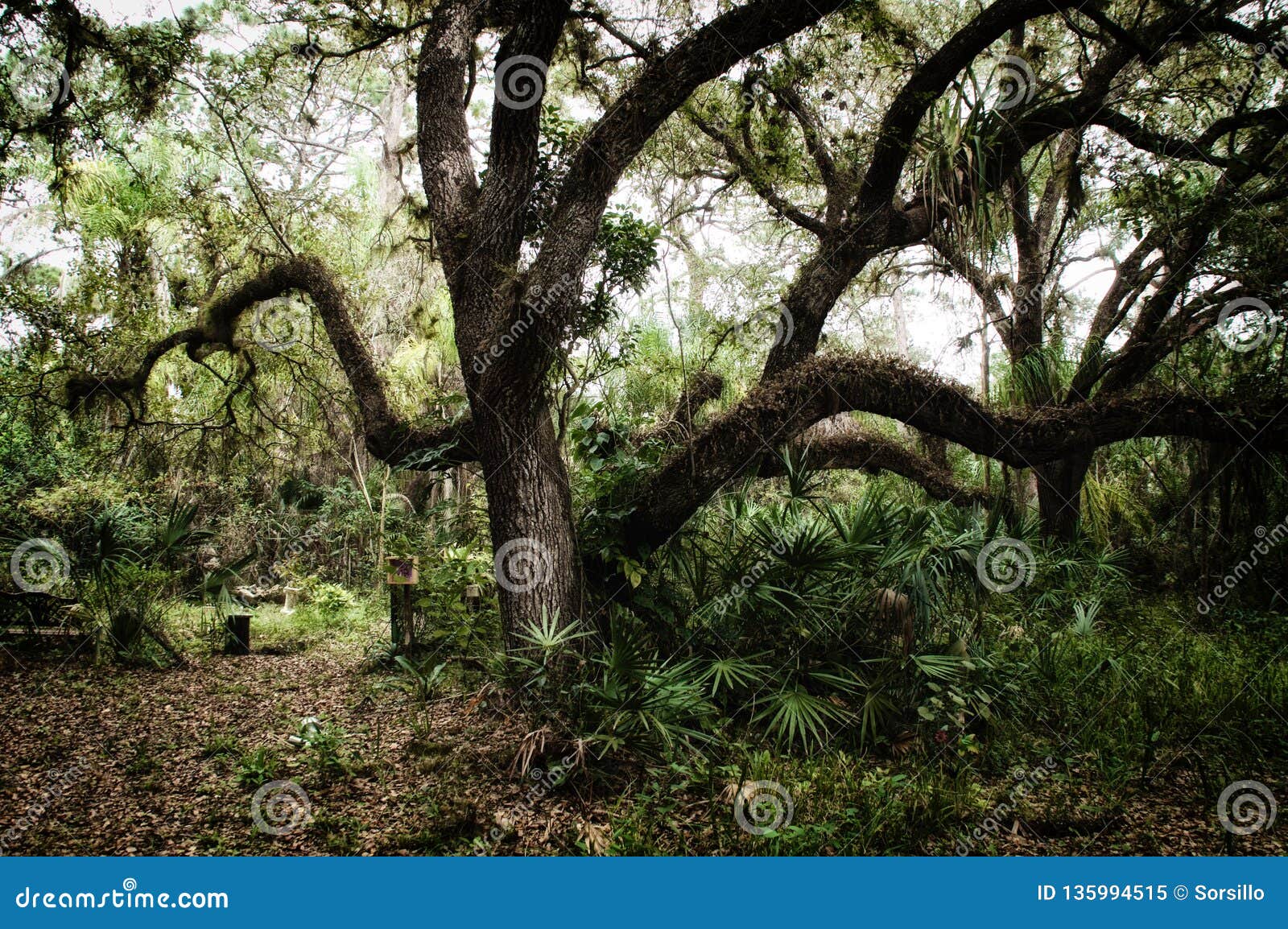 Large sprawling oak tree stock image. Image of palm - 135994515