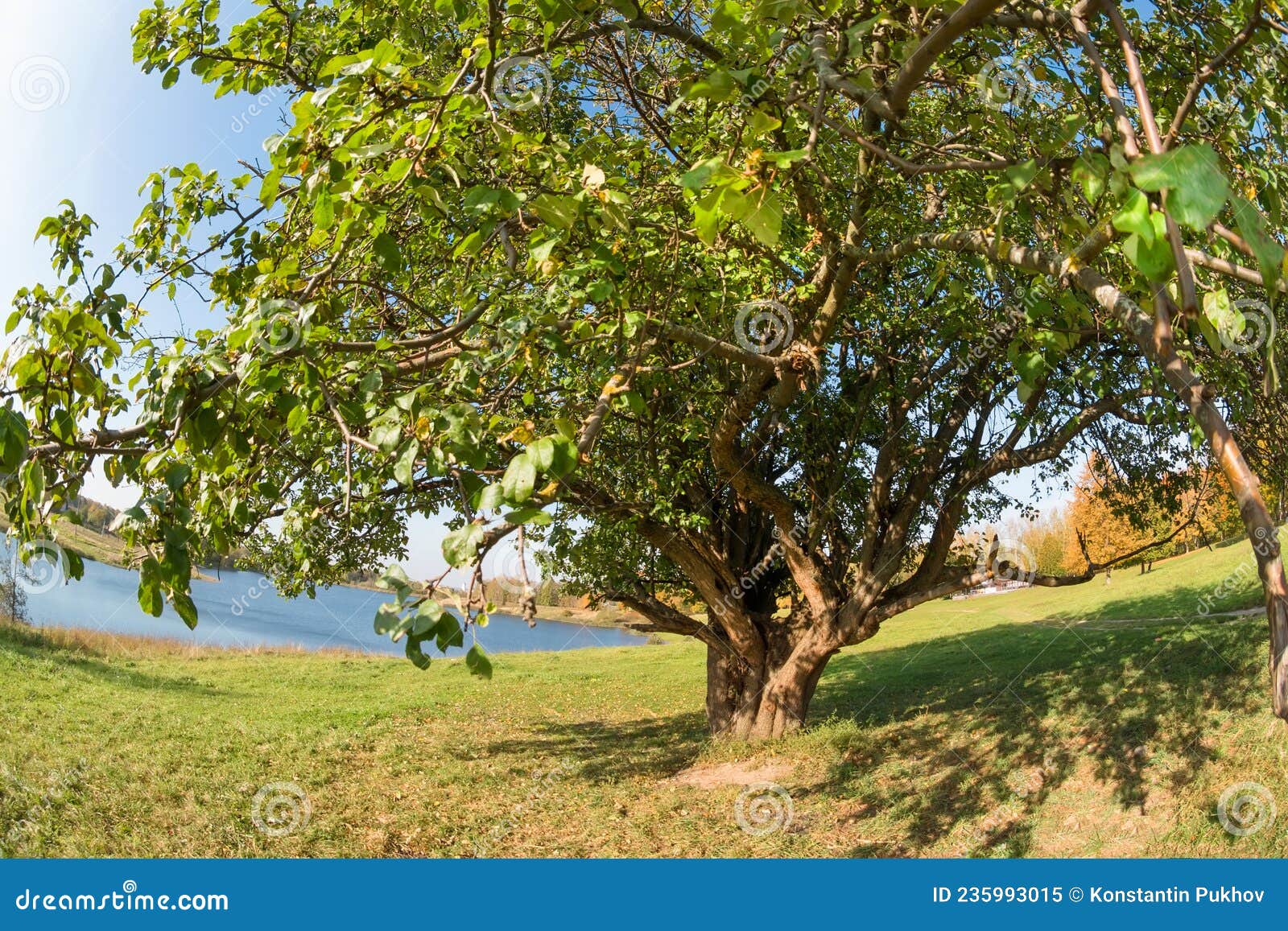 Large Sprawling Tree in an Autumn Day Stock Image - Image of light ...