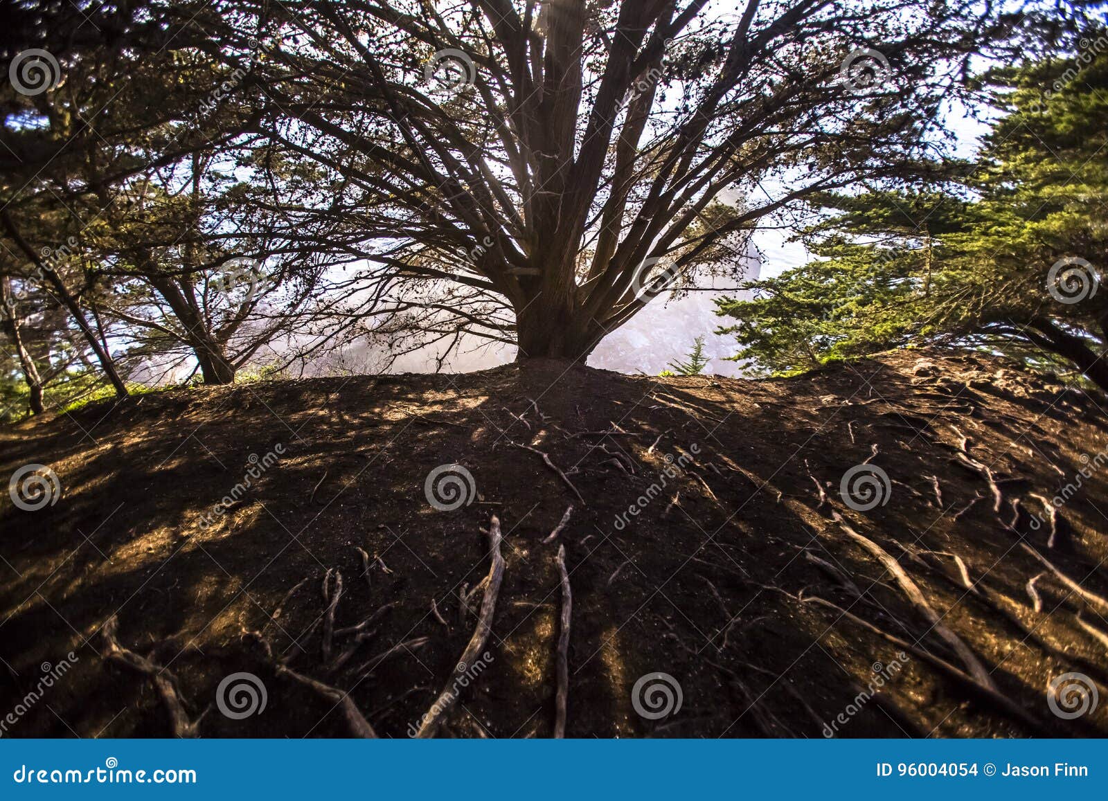 Large Sprawling Tree with Roots Stock Photo - Image of plant, golden ...