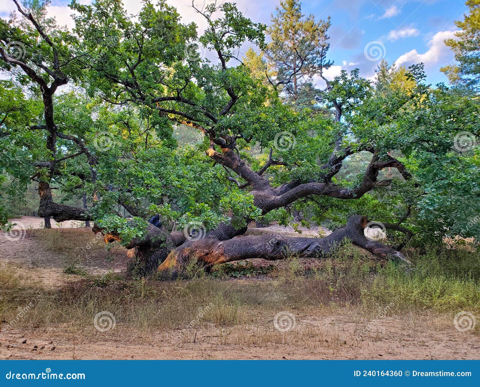Large Spreading Branched Tree in the Forest, One Old Oak Stock Photo ...