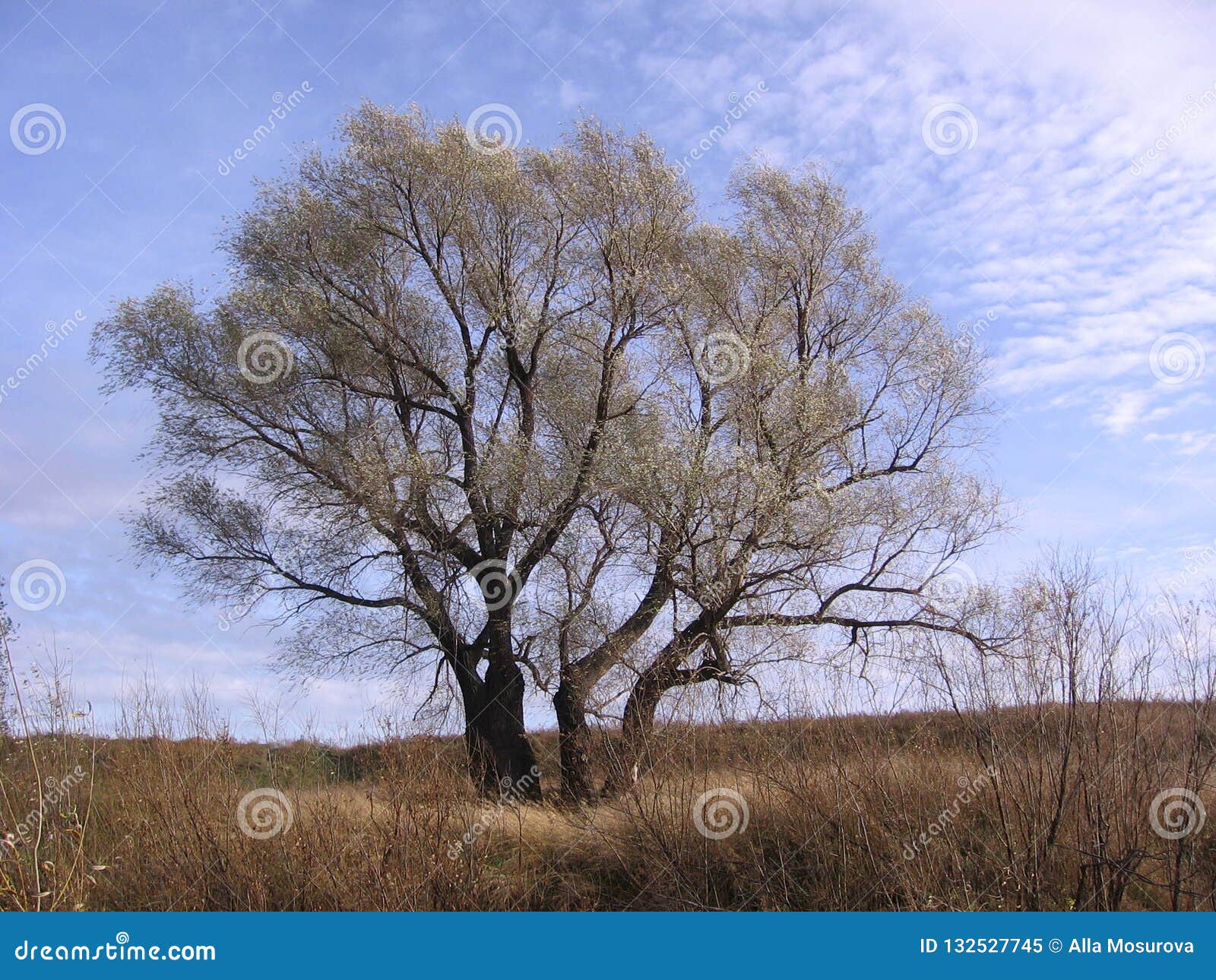 Large Spreading Tree among the Plains in Spring Stock Image - Image of ...