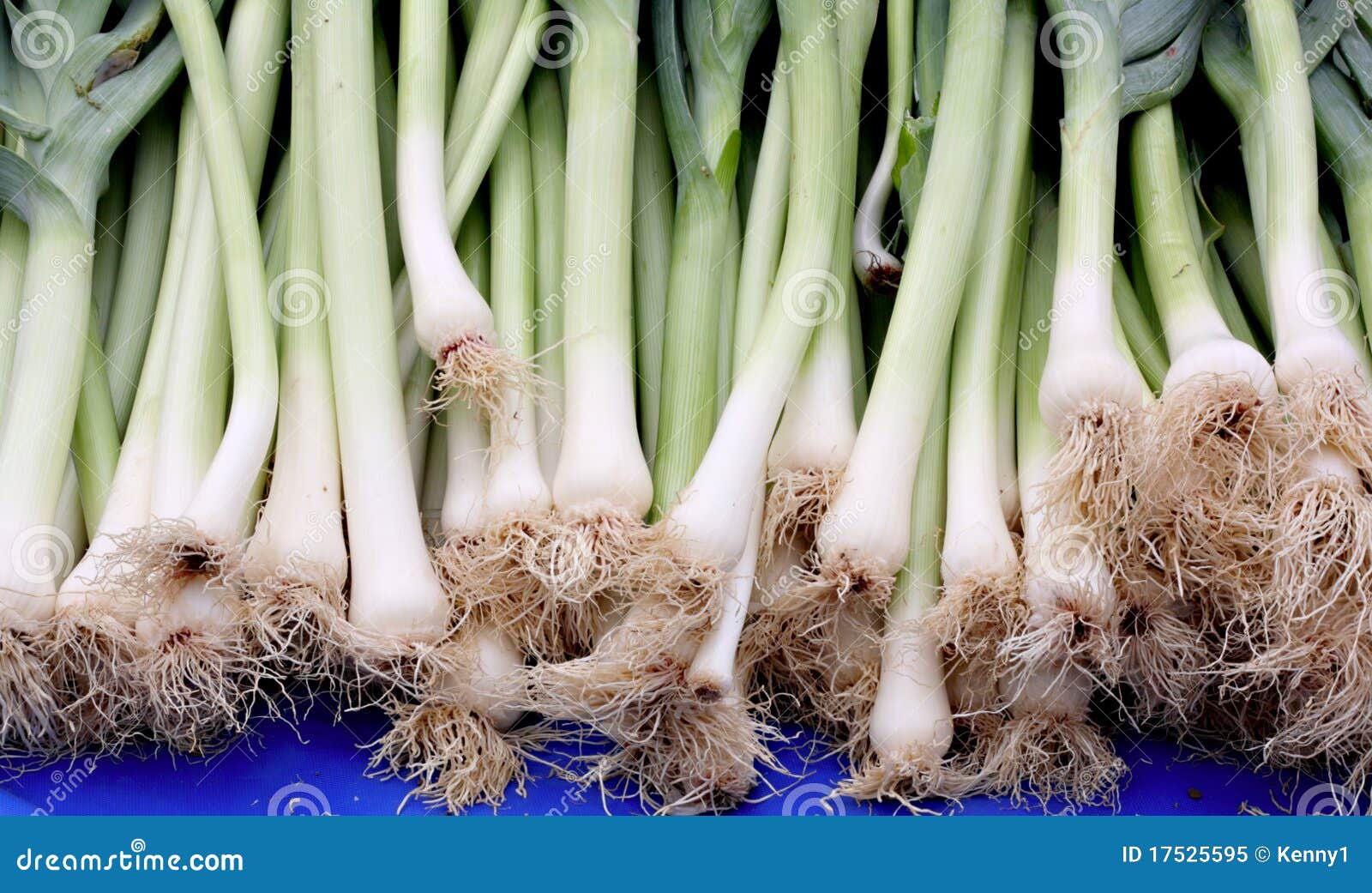 Large spring onions stock image. Image of roots, color - 17525595