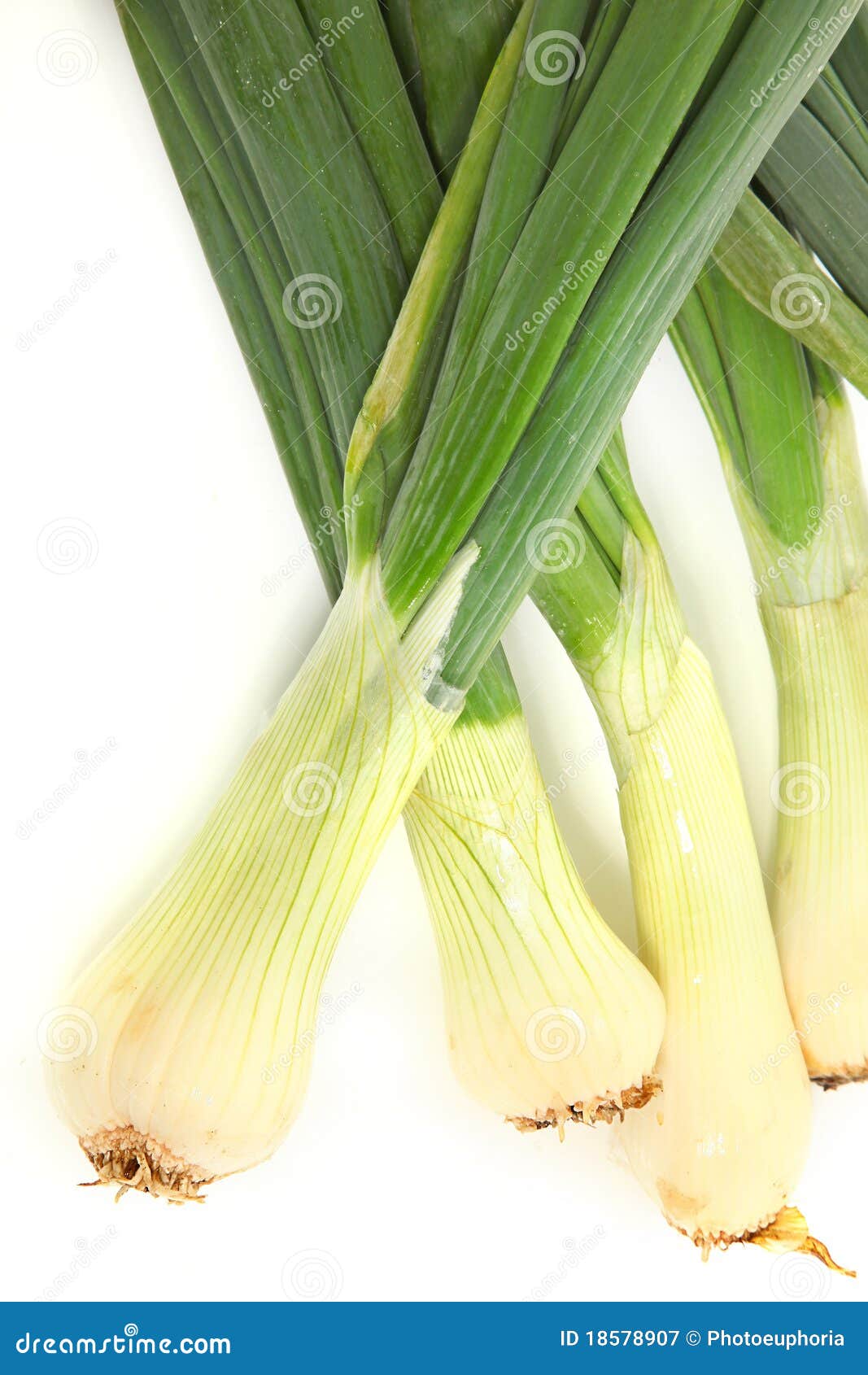 Large Spring Onions stock image. Image of bulb, vegetable - 18578907