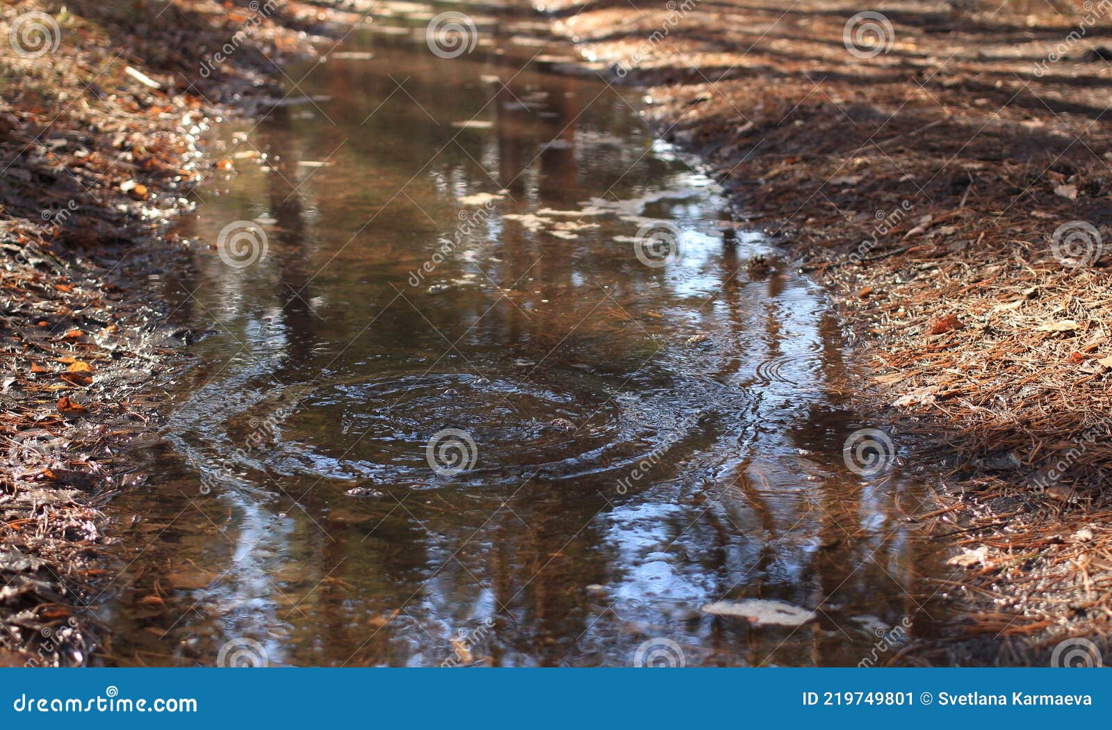 Large Spring Puddle with Reflection and Circular Waves Stock Image ...