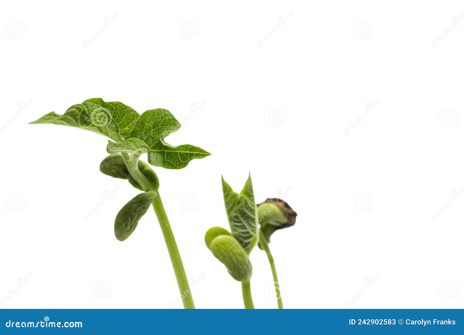 Large Sprout Growing Ahead of the Others Isolated on White Stock Image ...