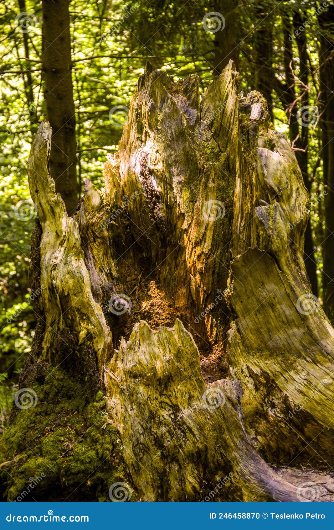 A Large Spruce Stump in the Forest Stock Photo - Image of enviroment ...