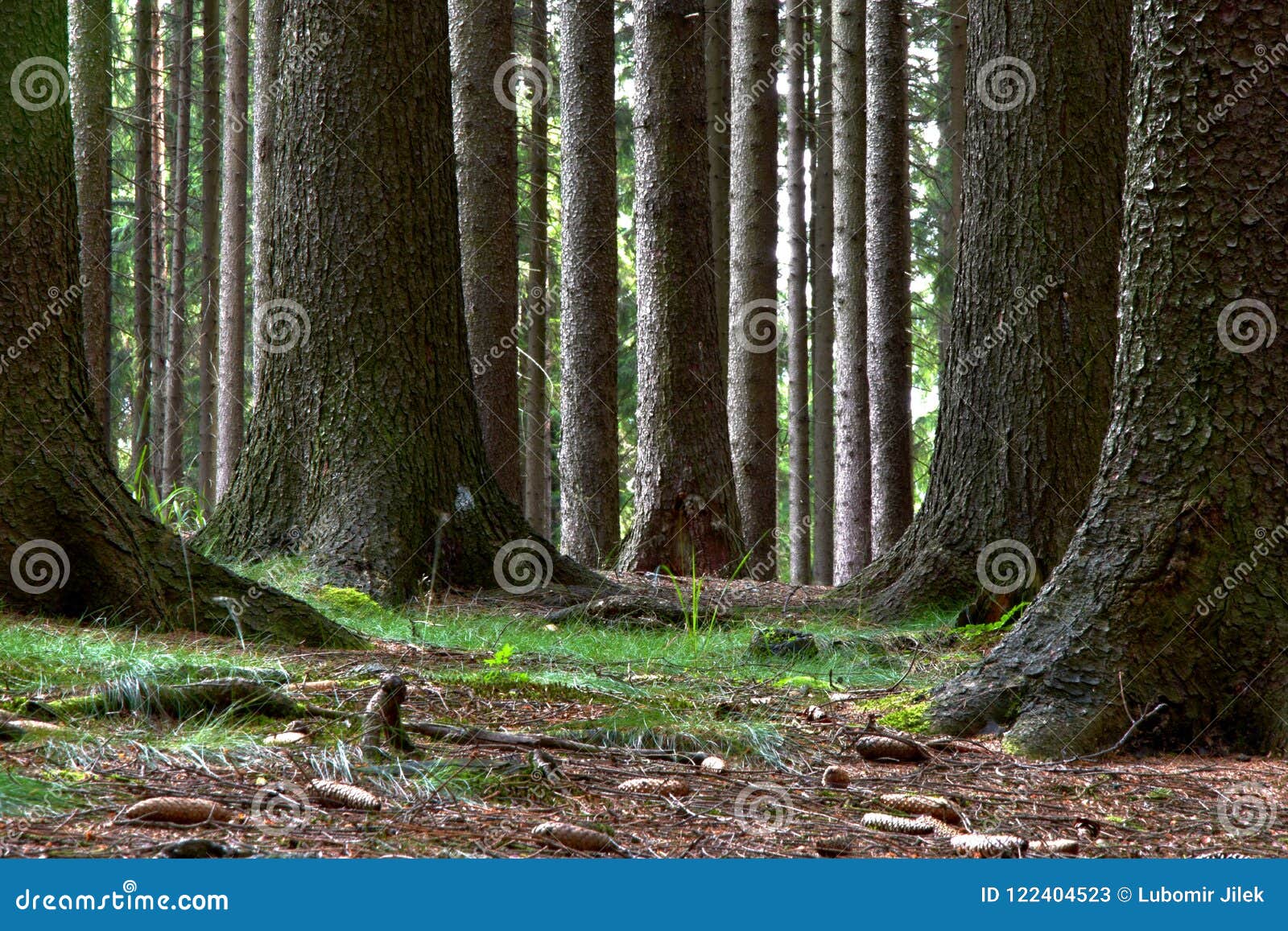 Large Spruce Trees in the Forest. Summer Time Stock Image - Image of ...