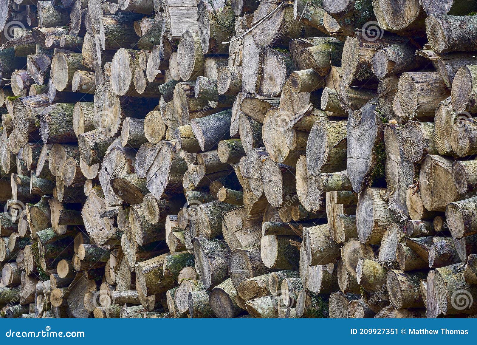A Large Stack of Cut Timber Stock Image - Image of bark, lumber: 209927351