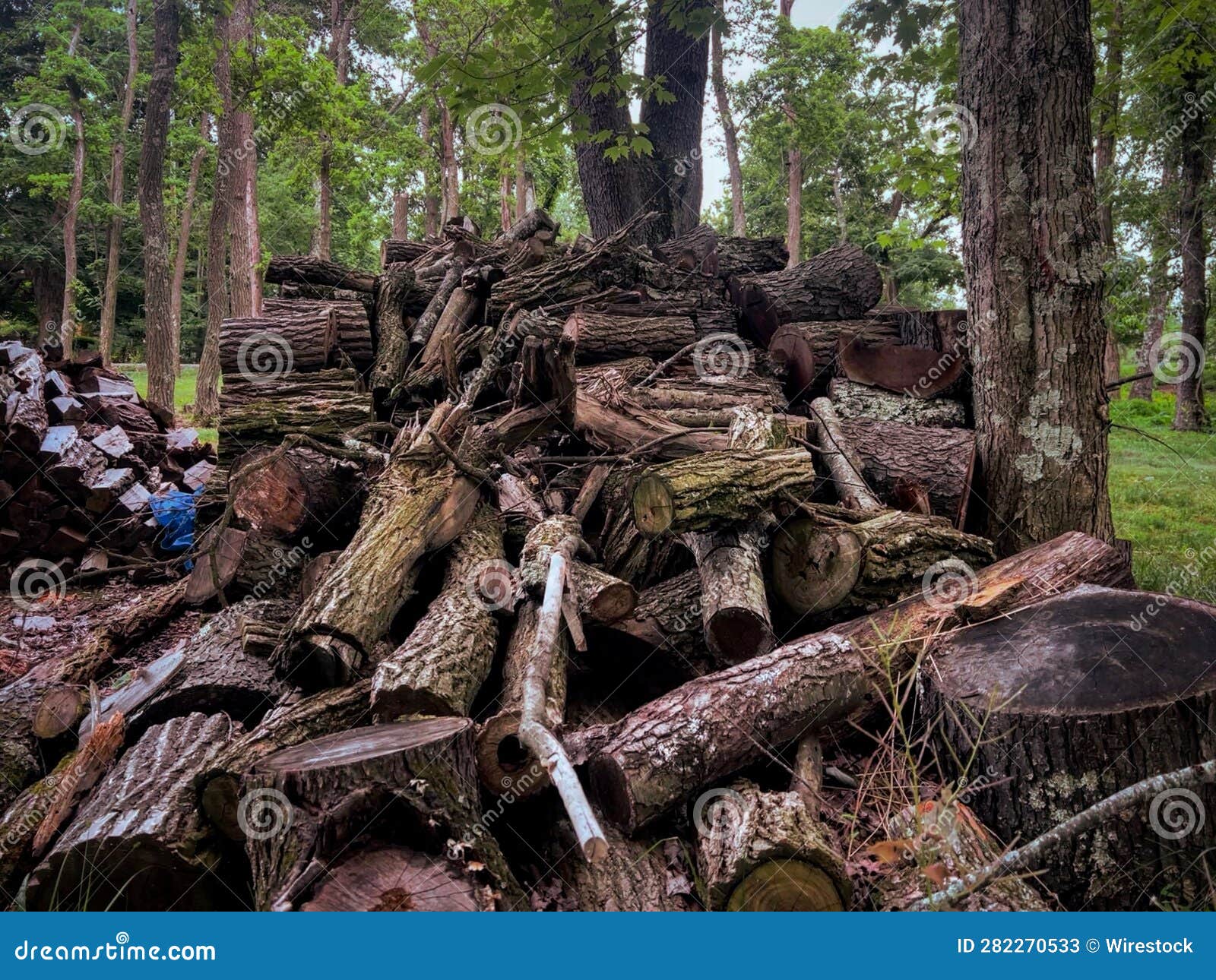 Large Stack of Logs in the Woods, Ready for Use As Firewood Stock Image ...