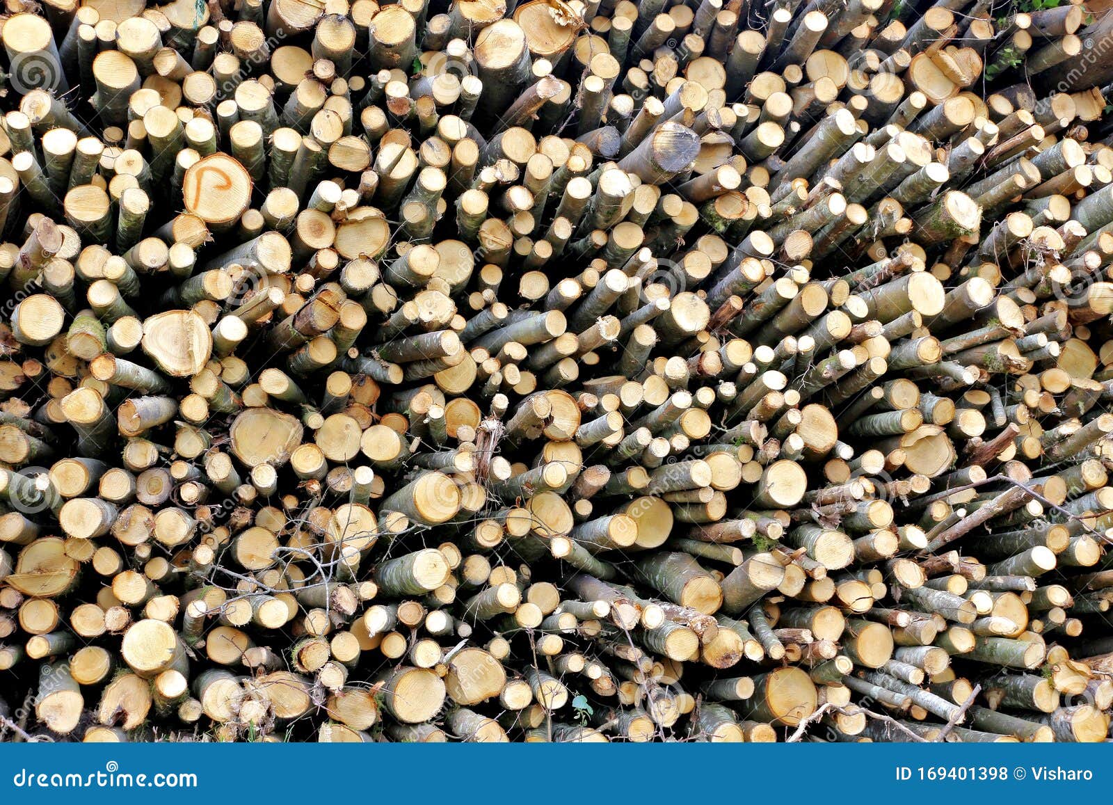 Stack of thin logs stock photo. Image of natural, coppiced - 169401398