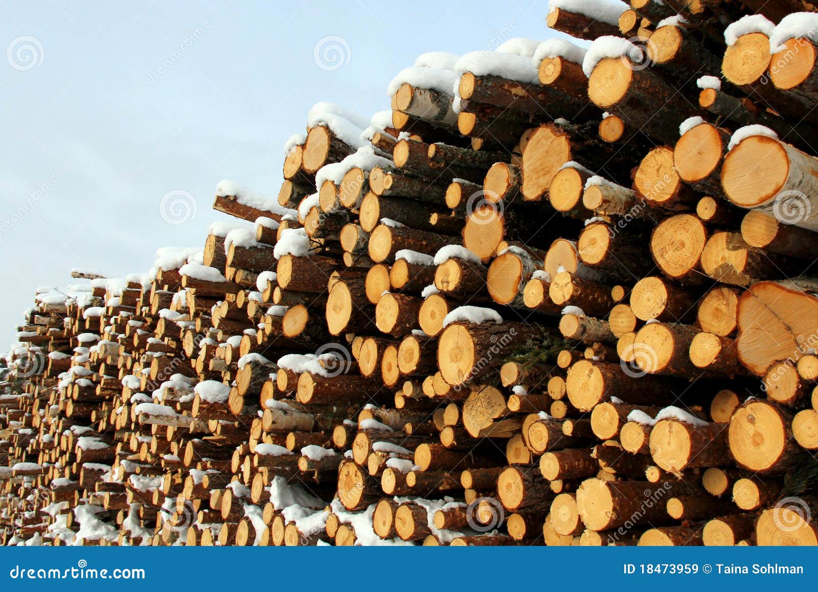 Large Stack of Timber Logs stock image. Image of agriculture - 18473959