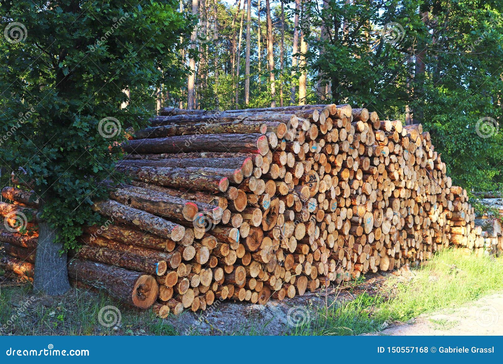 Large Stack of Tree Trunks at the Edge of Woodland Stock Photo - Image ...